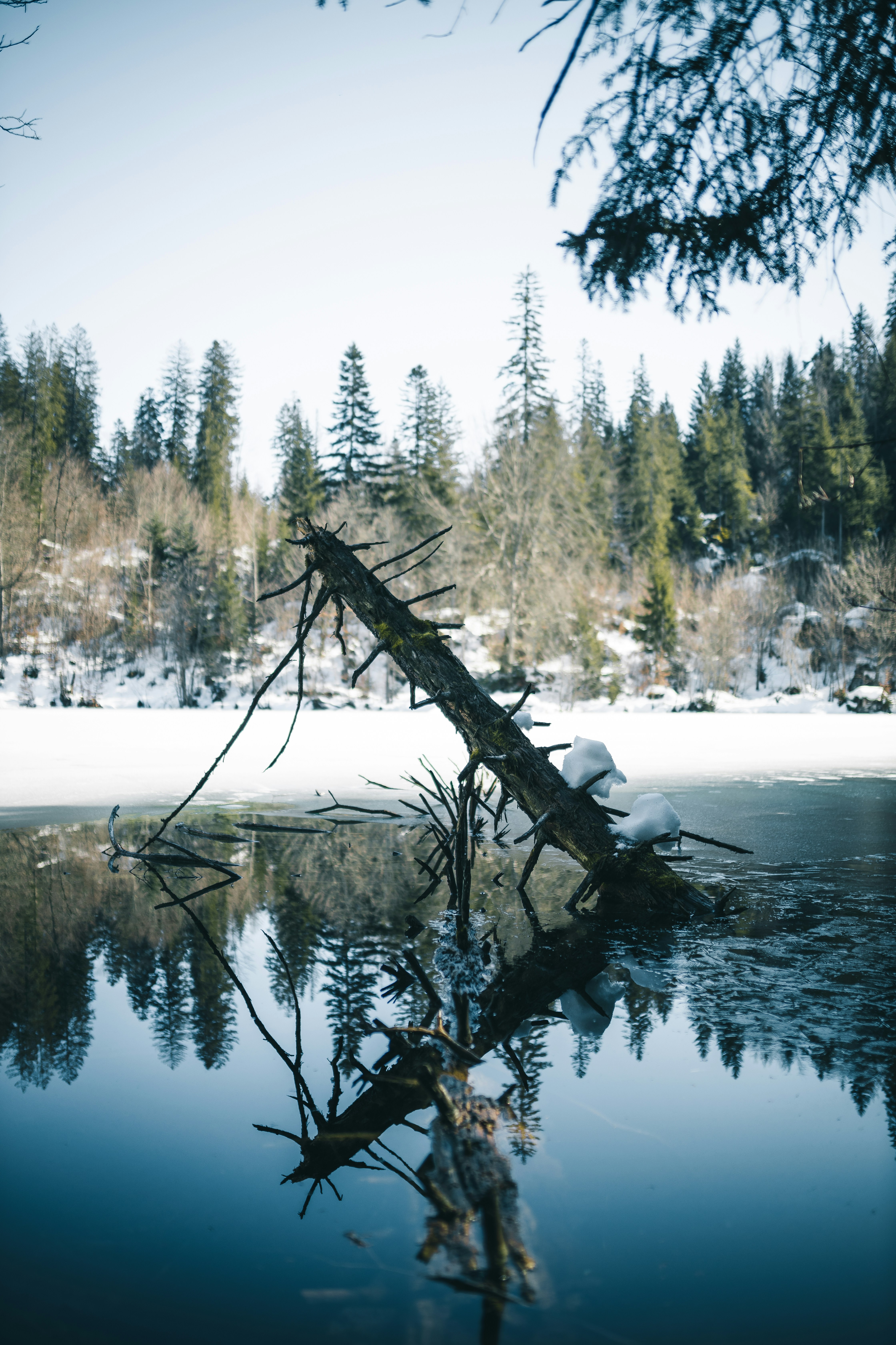 Brown tree branch on body of water during daytime photo – Free Flims ...