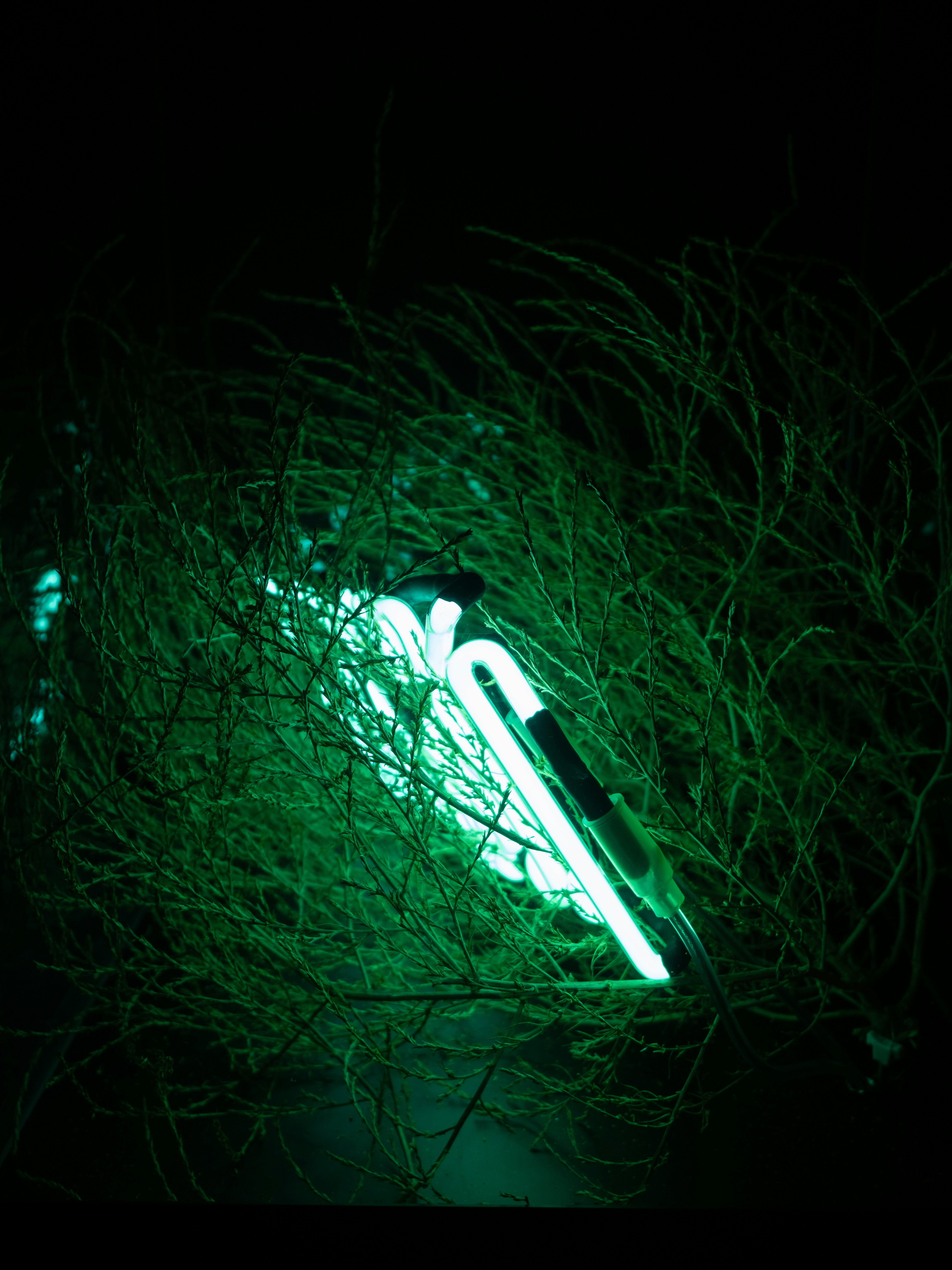 Neon Cypress: A Night Glow Embedded in Foliage