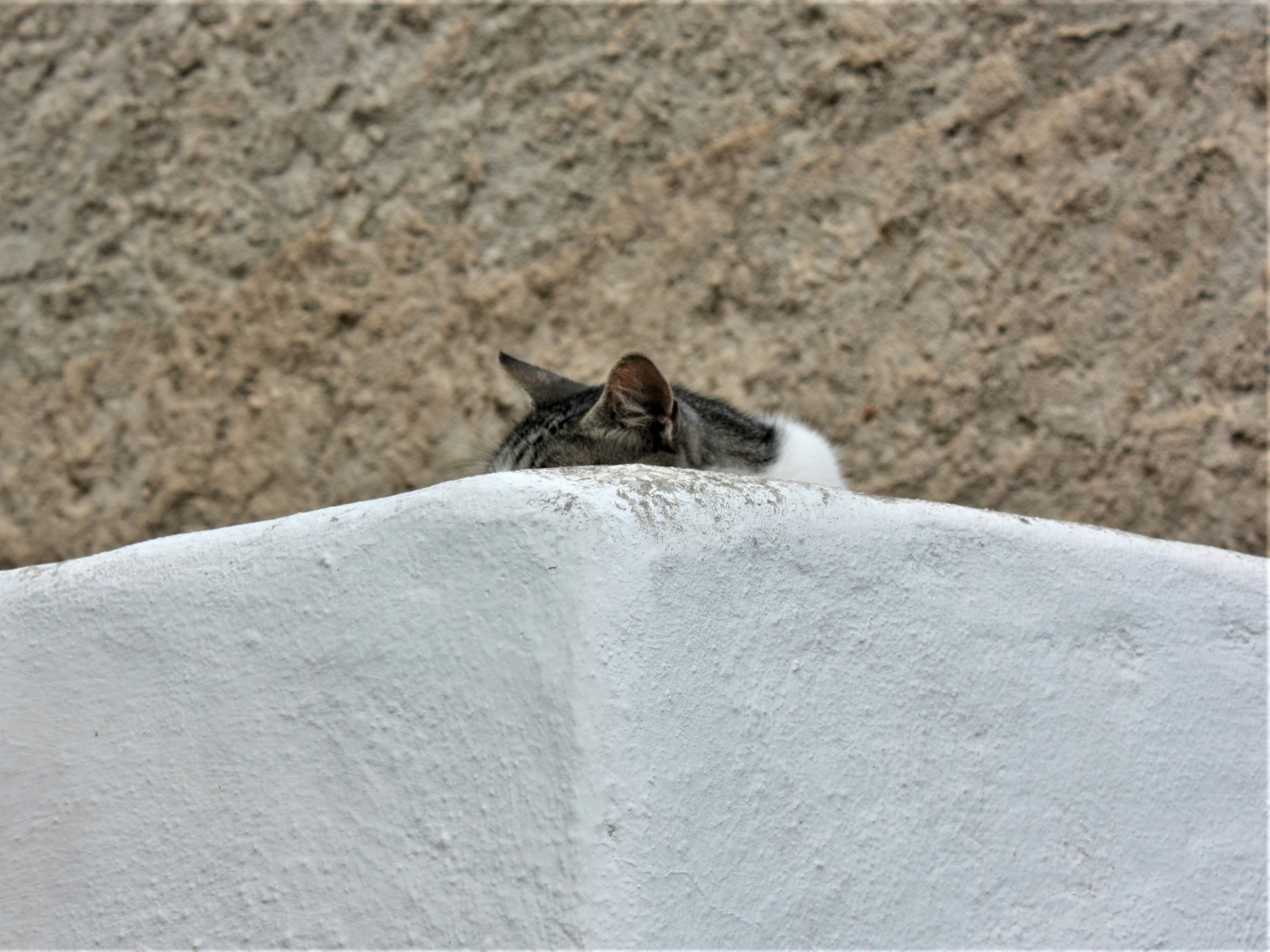 The Quiet Peek: Cat Over a White Barrier