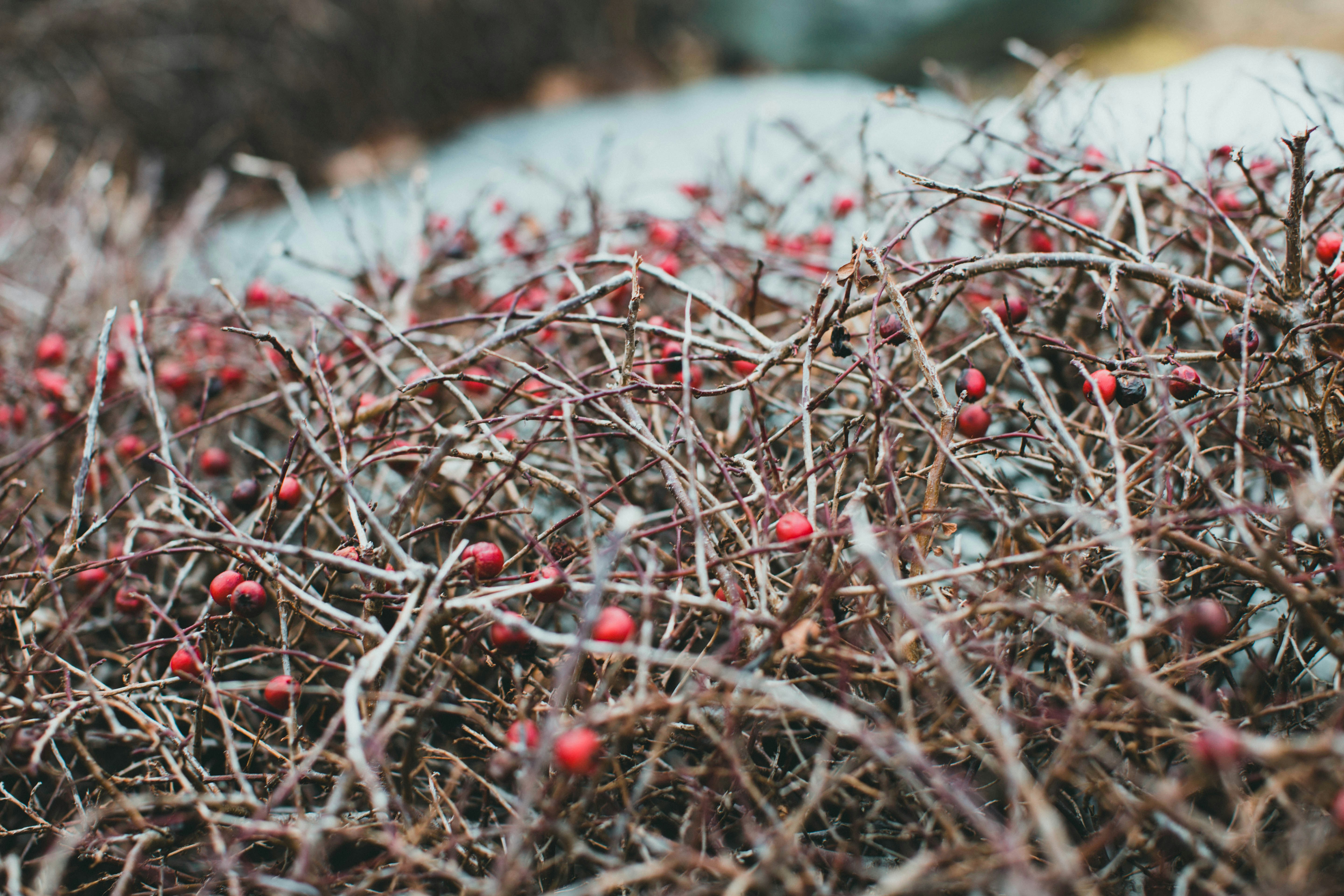 Fruits ronds rouges sur feuilles séchées brunes photo – Photo Gris ...