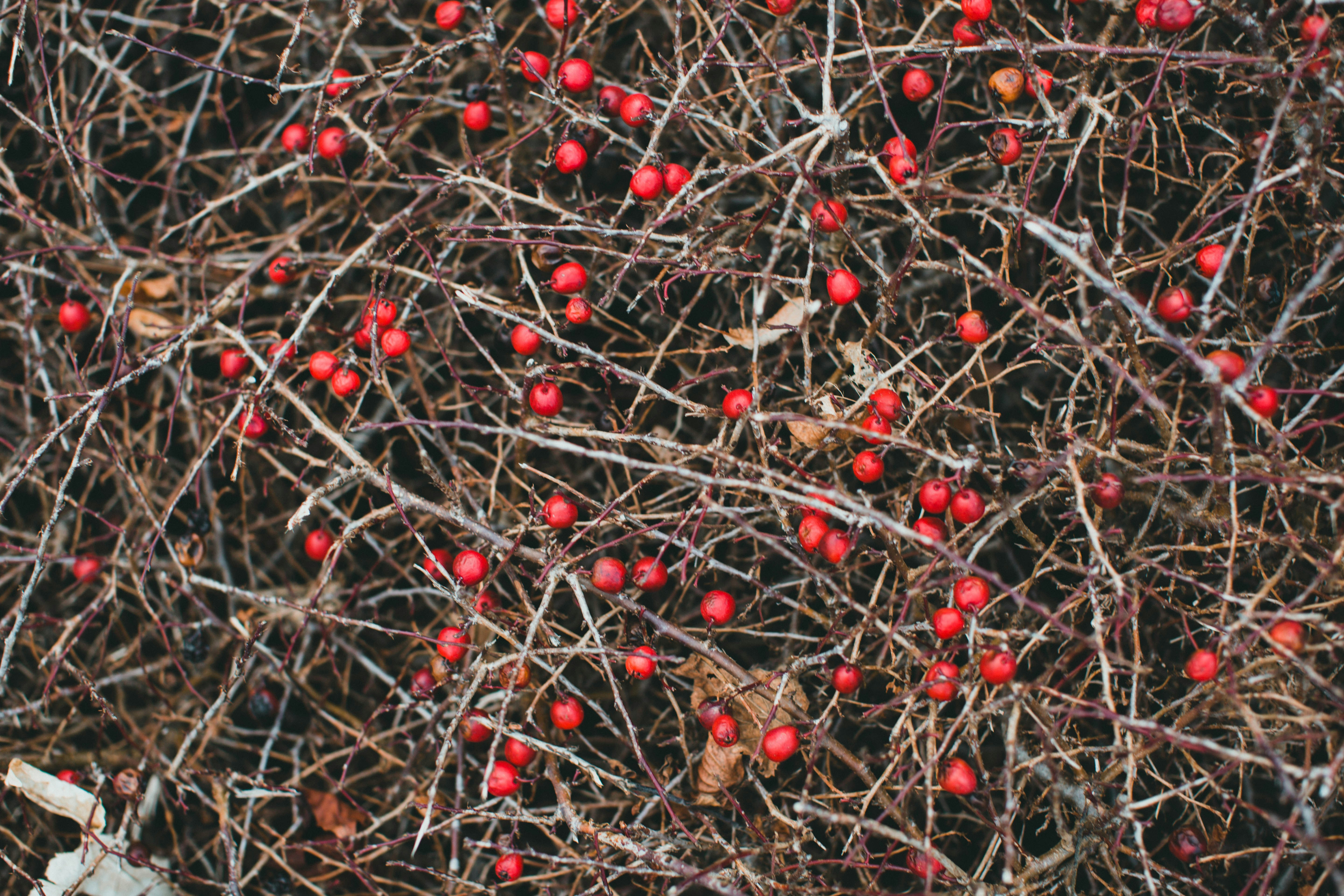 red and brown round fruits