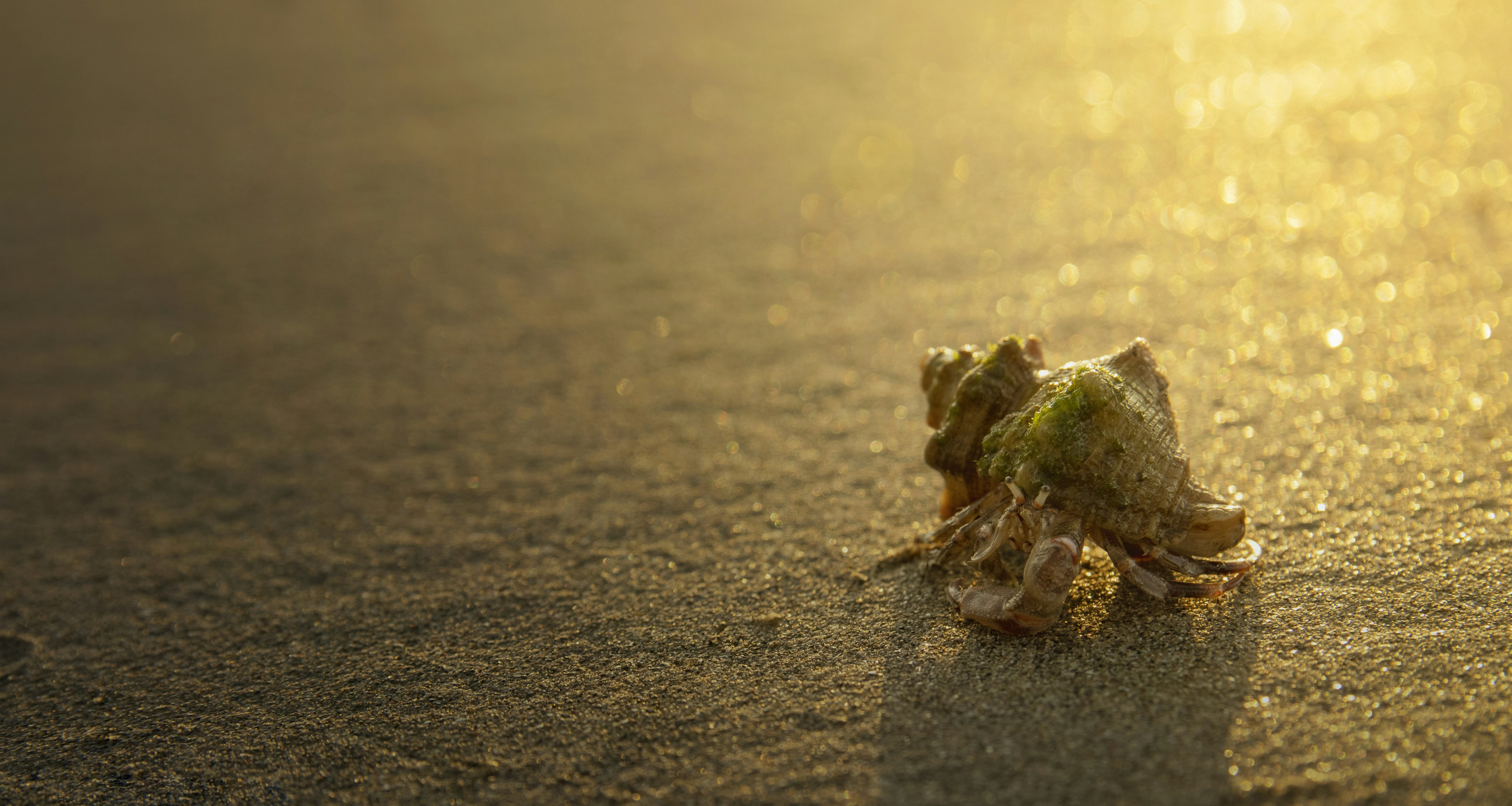 Green and brown sea creature on gray sand photo – Free Yellow Image on ...
