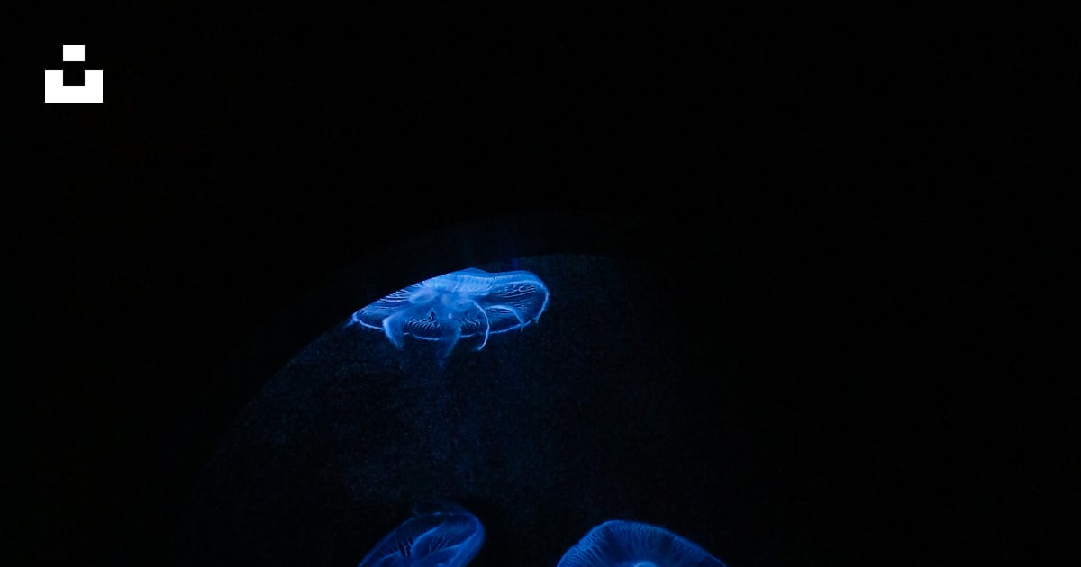 검은 배경에 파란 해파리 사진 Unsplash의 무료 파랑 이미지