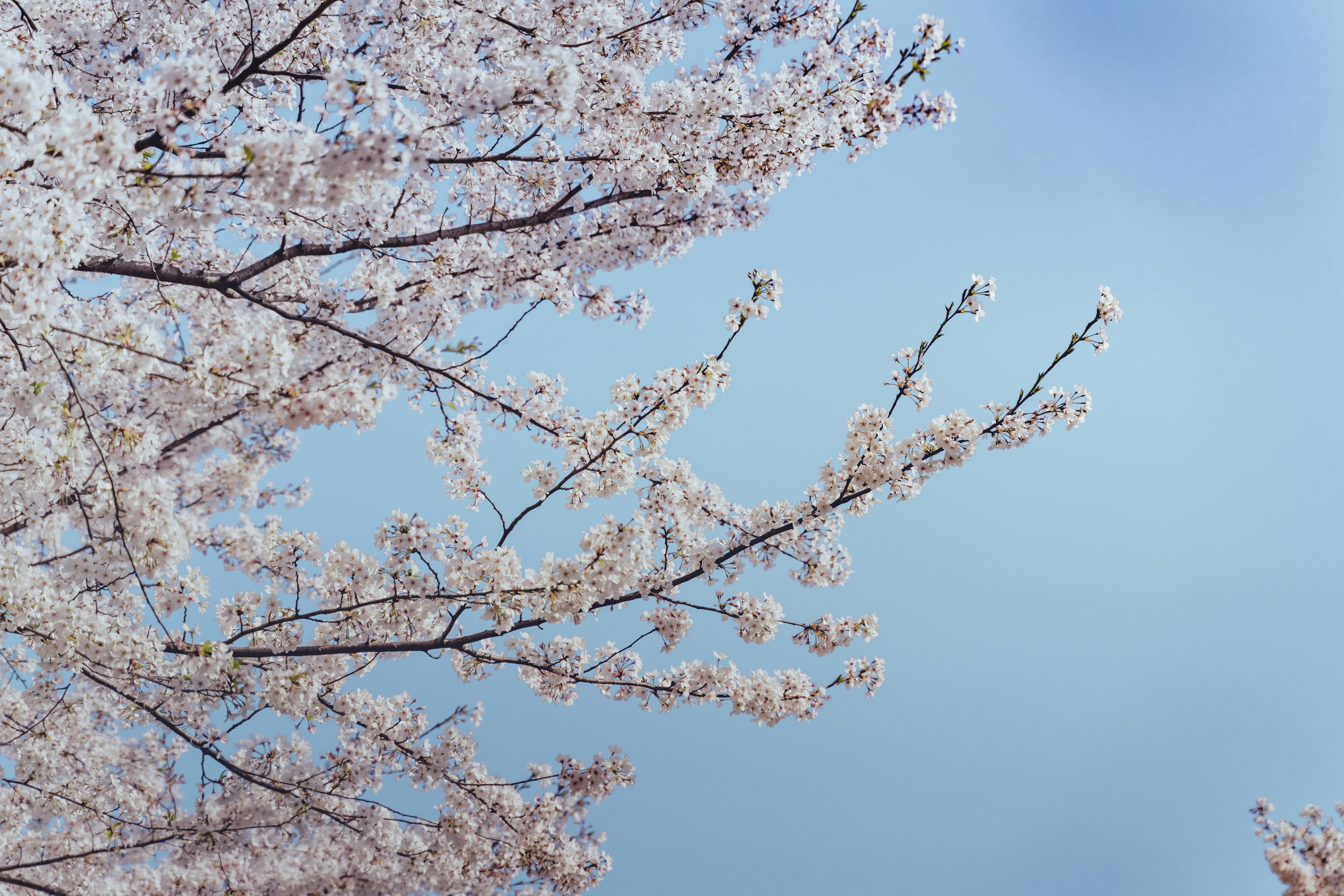 White cherry blossom tree under blue sky during daytime photo – Free ...