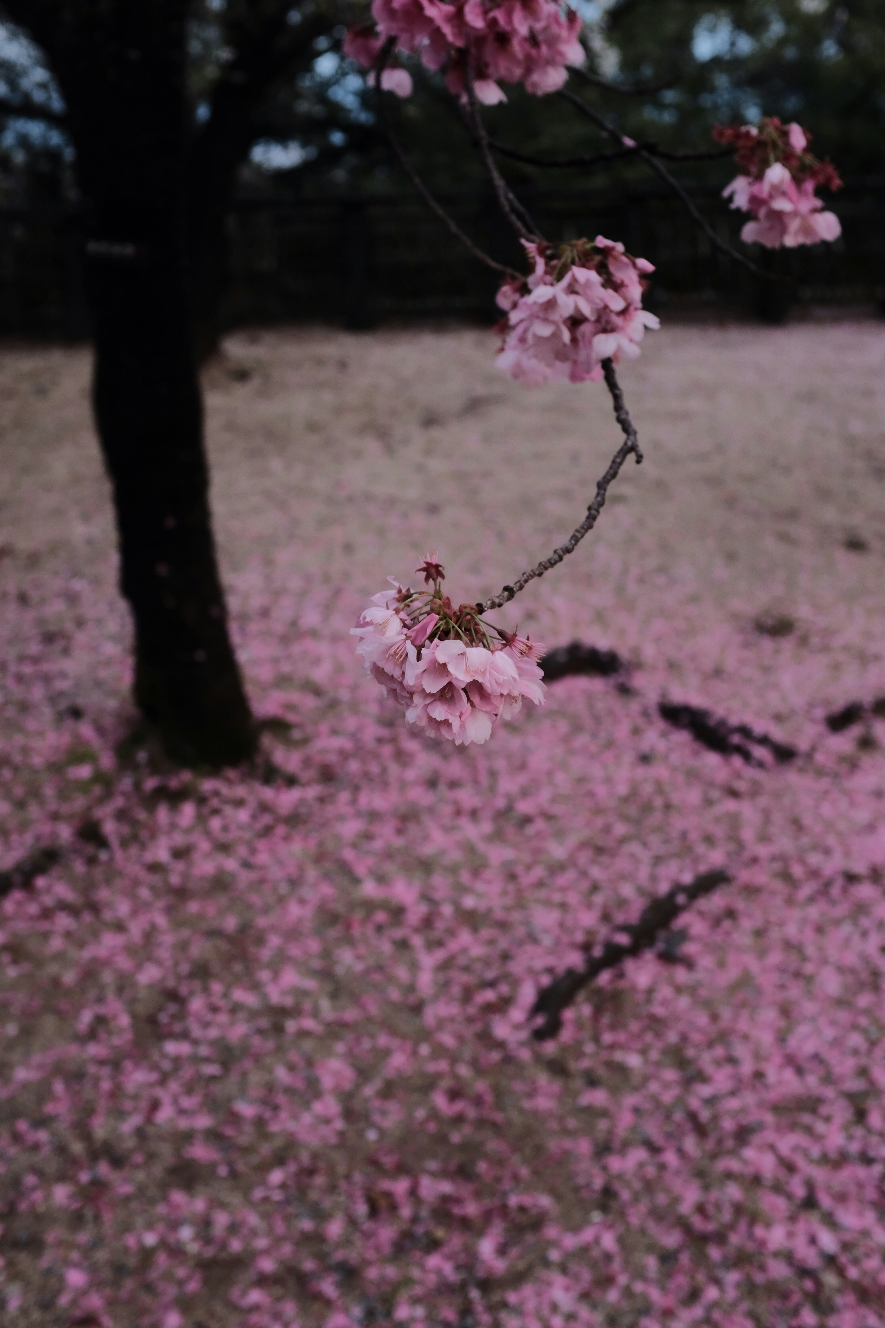 Pink Bloom Pendants: A Cherry Blossom Moment in Focus