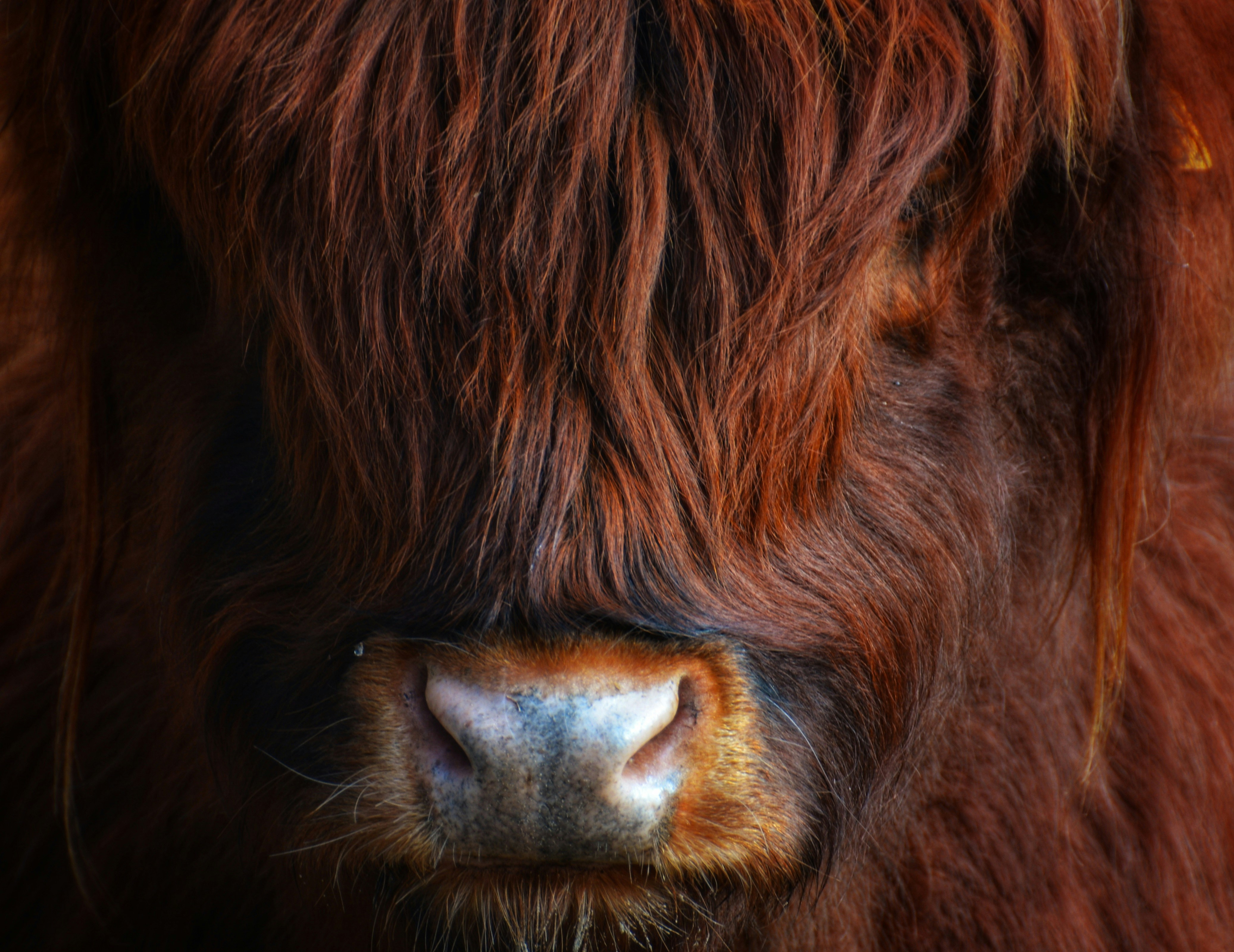 Close-up of a Highland cow's face, showcasing its long, shaggy fur and prominent features. The image highlights the animal's calm demeanor and unique appearance.