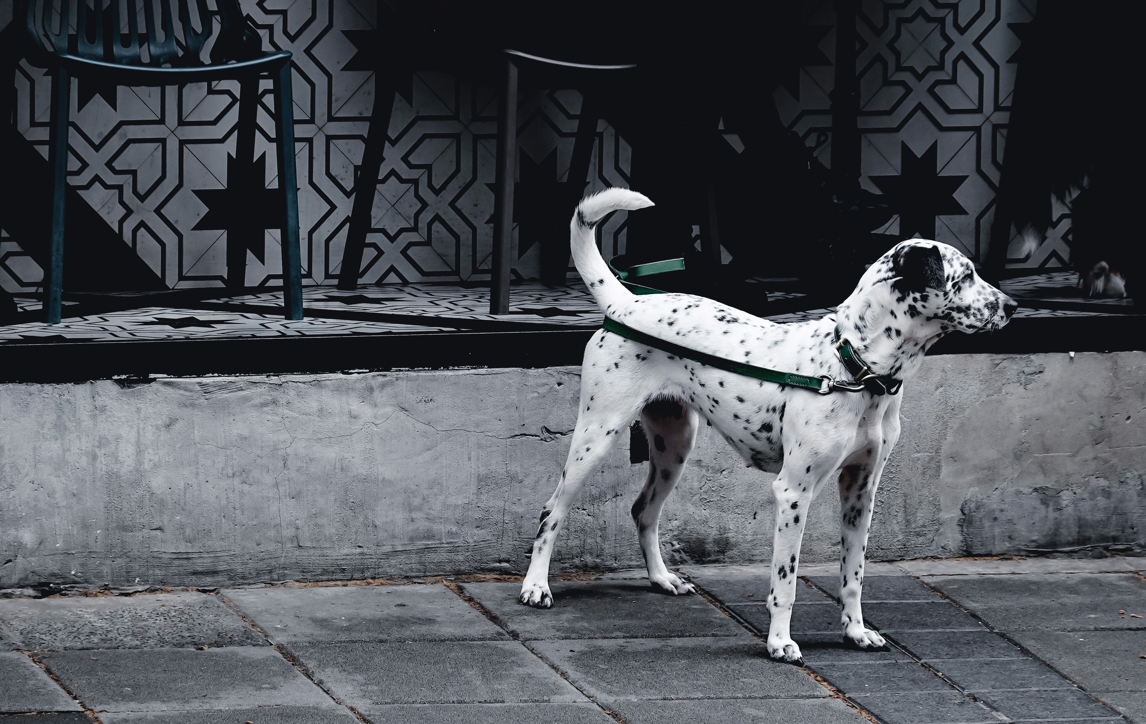 Dalmatian on a Quiet City Walk Beneath Geometric Wall Patterns