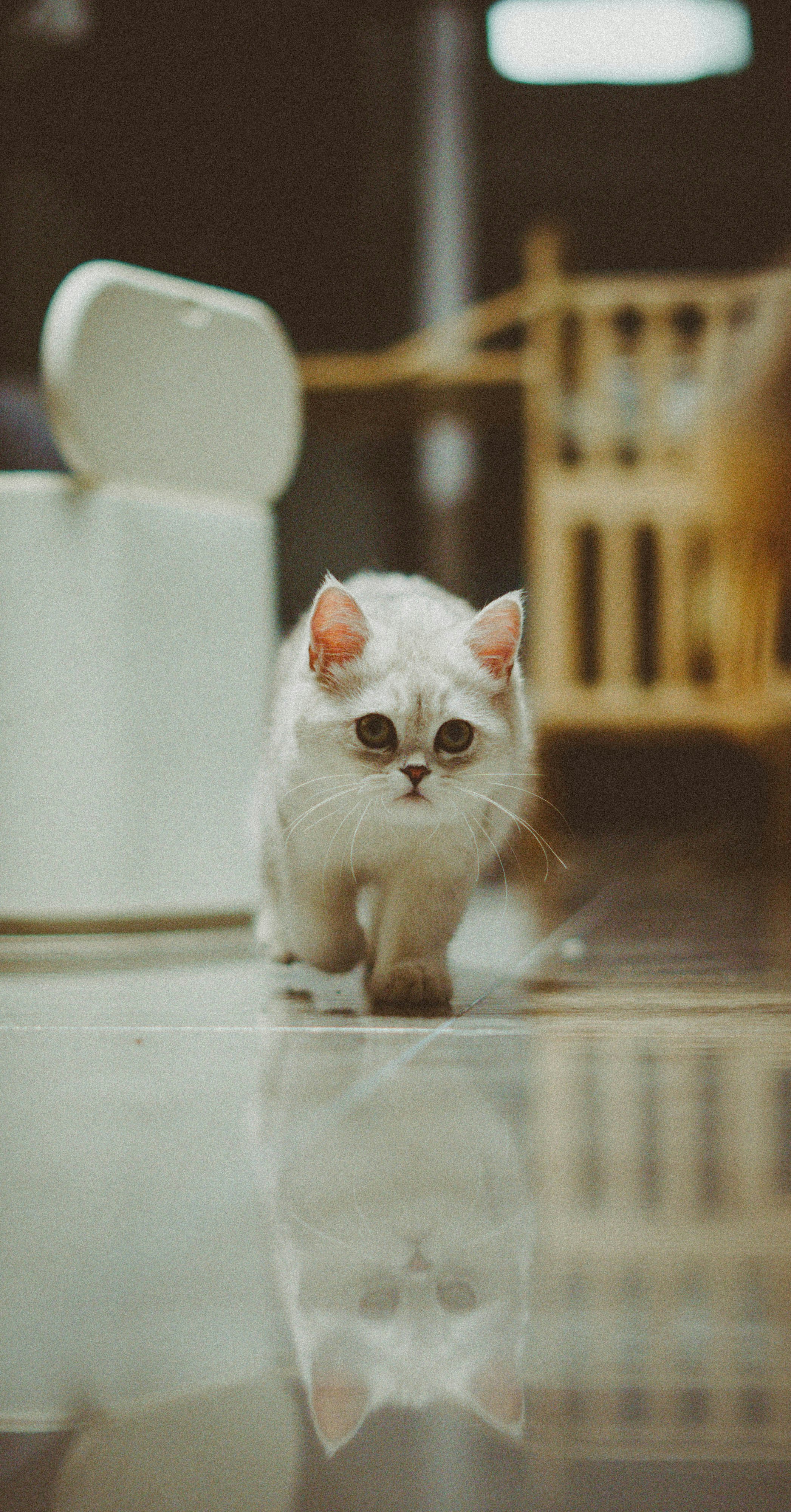 Glossy Floor, Wide-Eyed Prowler: A White Kitten's Quiet Approach