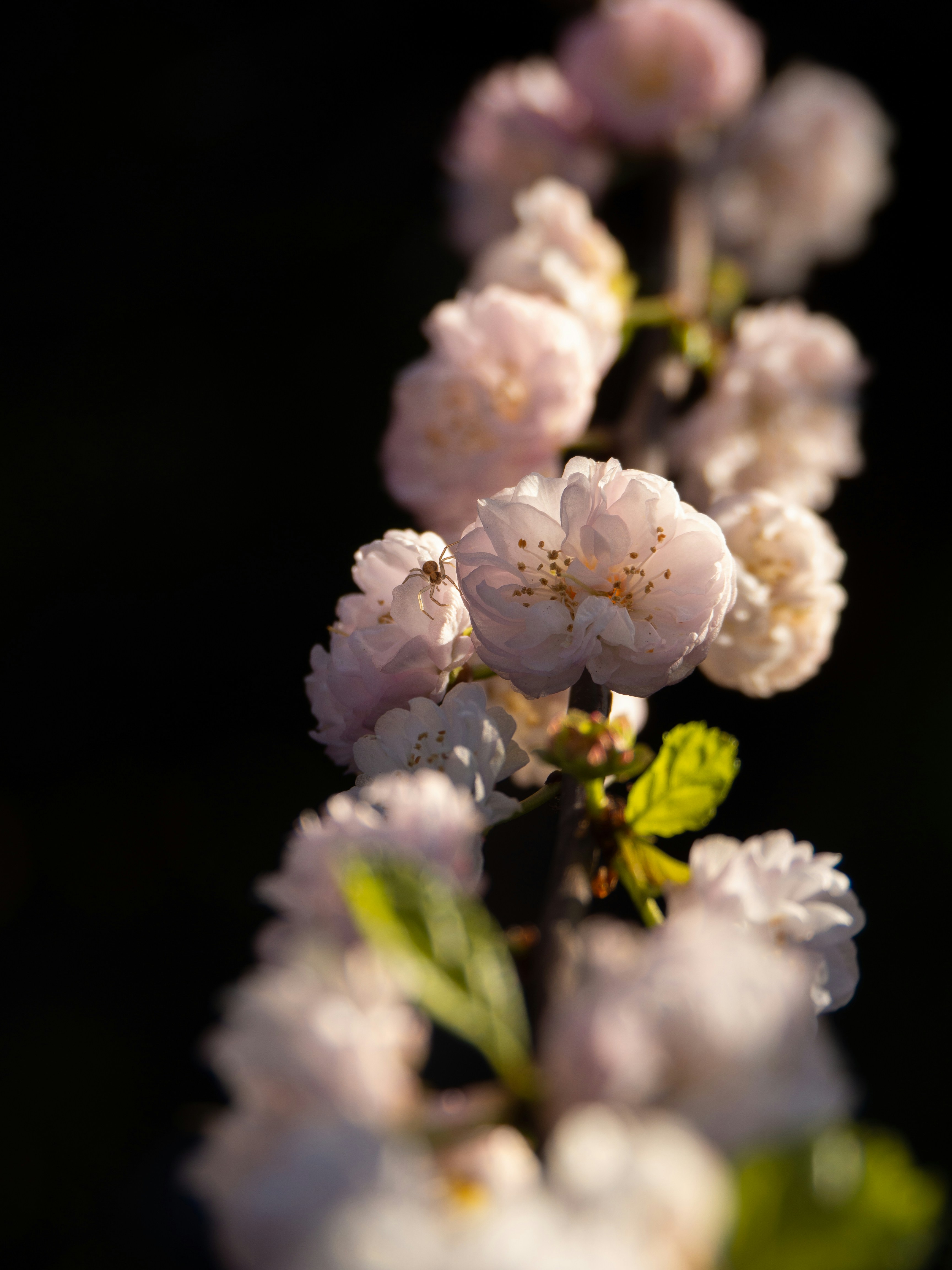 Delicate pink blossoms gently illuminated against a dark background, showcasing their intricate details and vibrant colors.