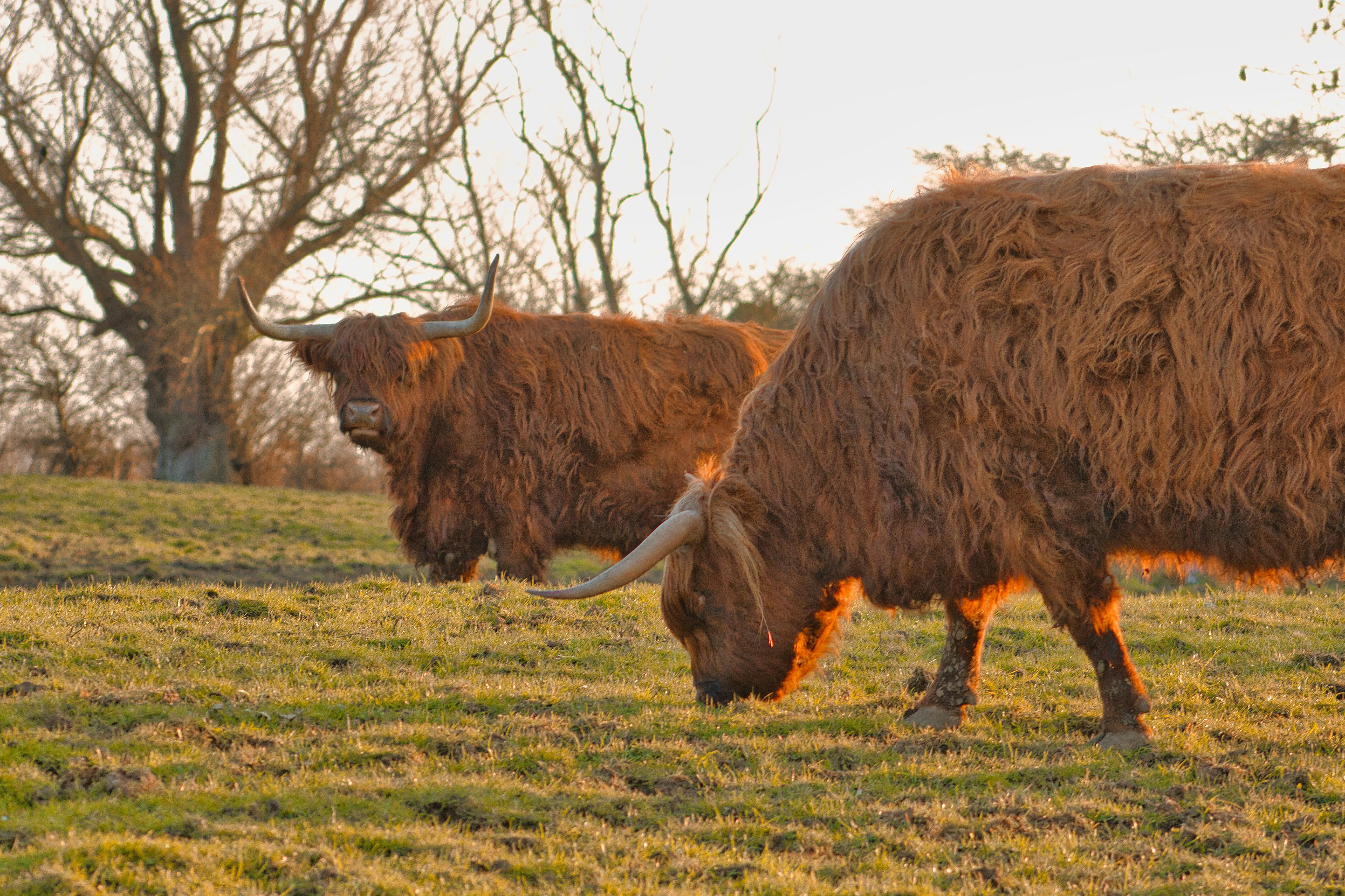 Brown yak on green grass field during daytime photo – Free Field Image ...