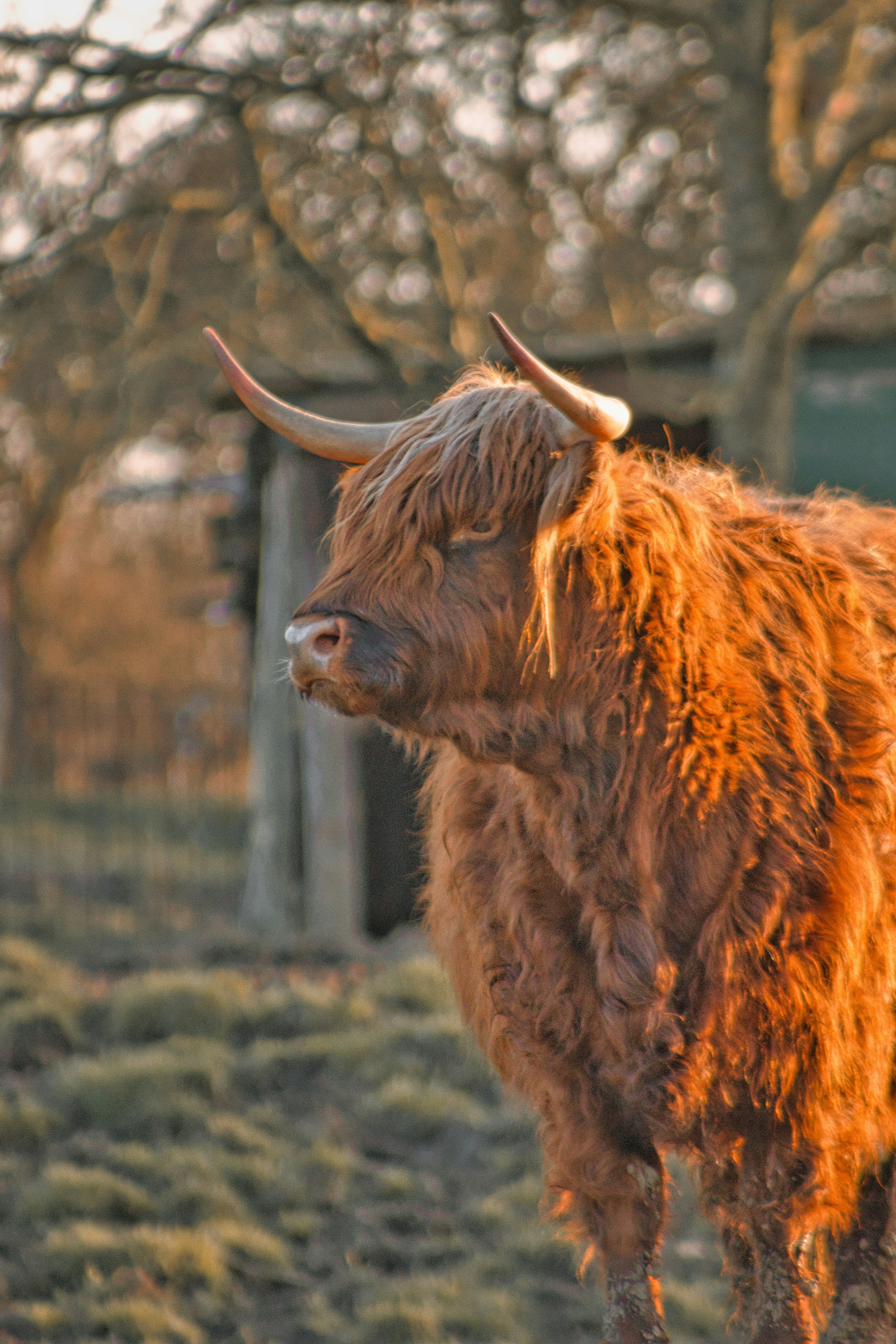 Brown yak on green grass field during daytime photo – Free Cow Image on ...