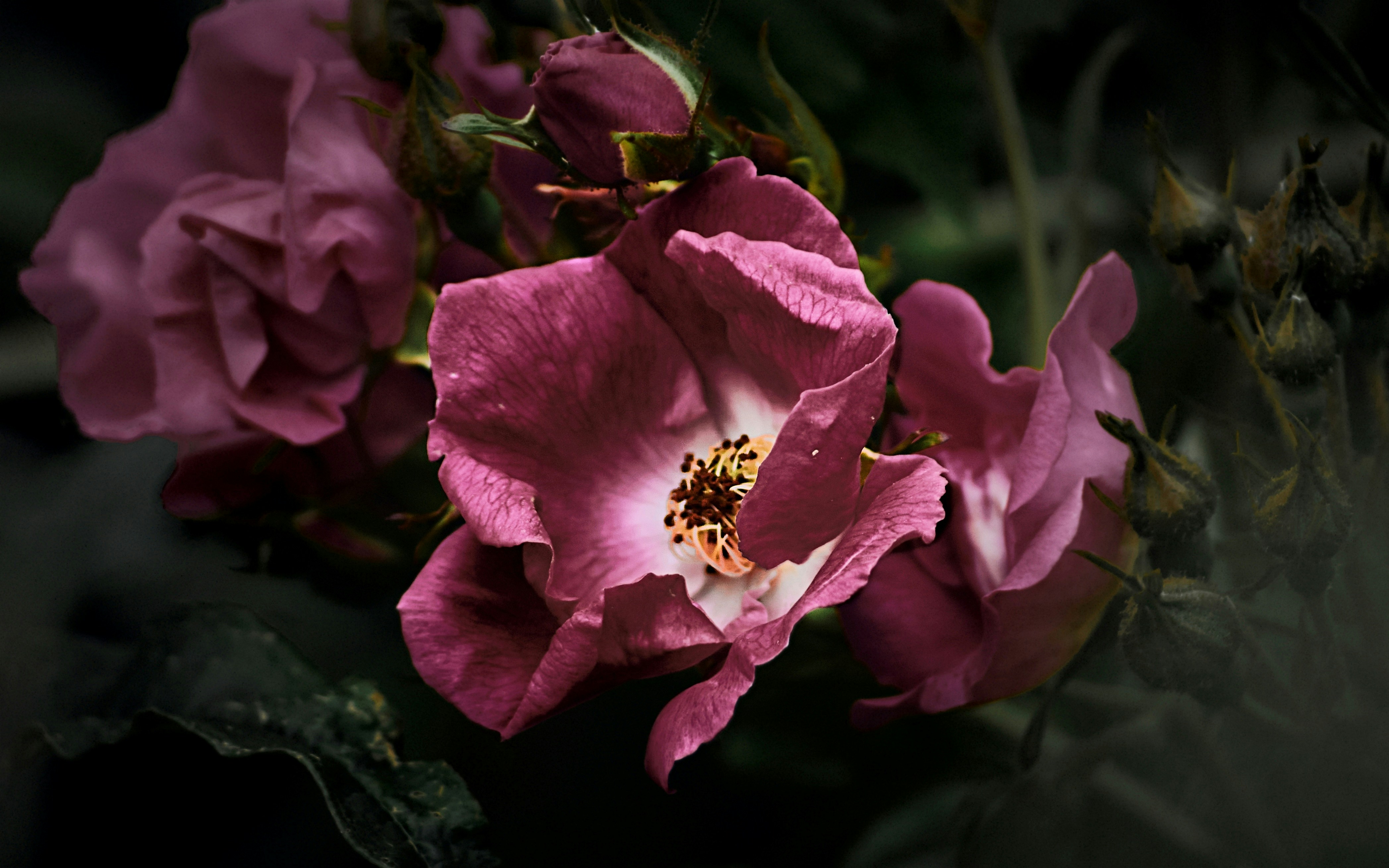 Delicate pink roses bloom amidst dark foliage, highlighting their intricate textures and vibrant colors.
