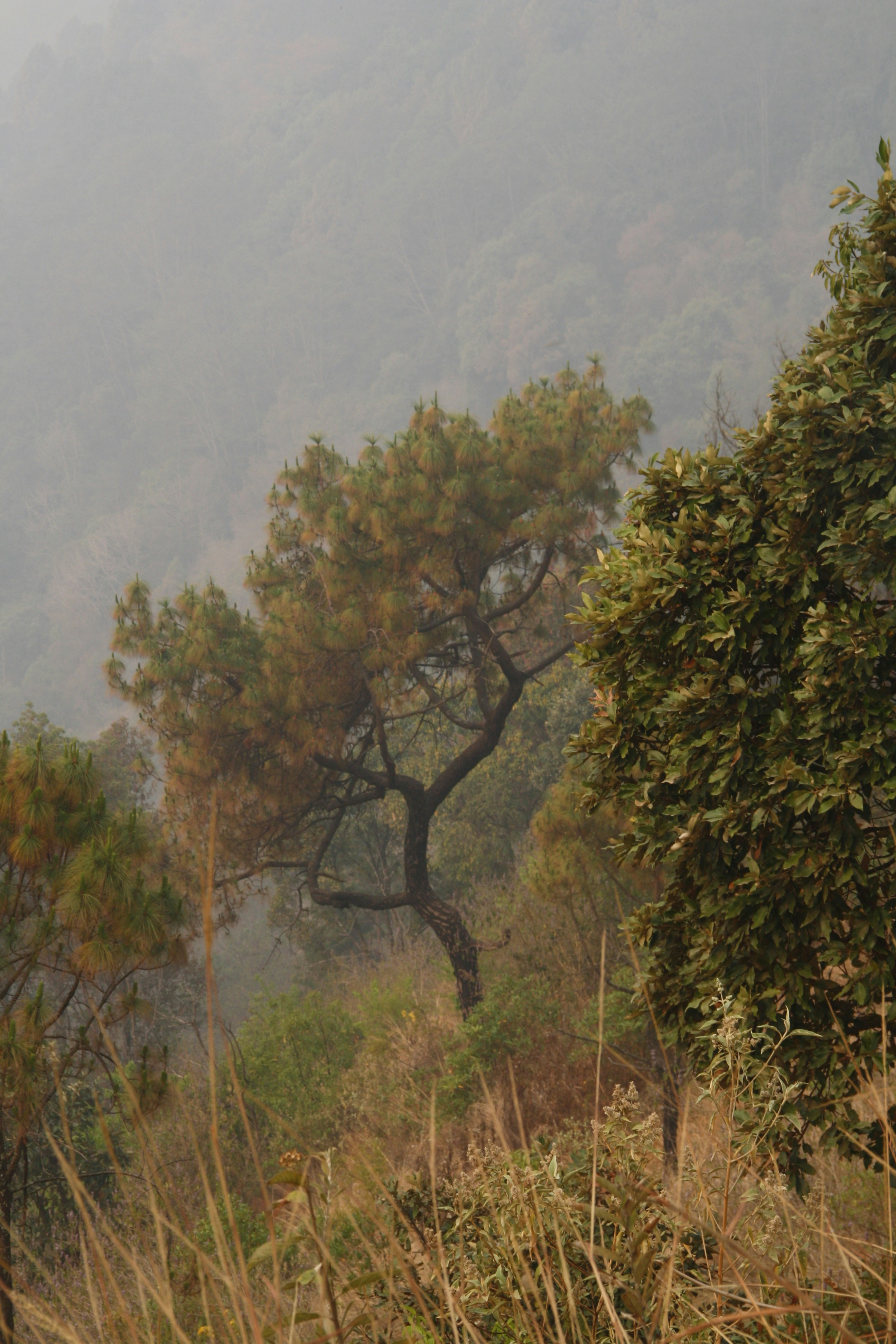 A solitary pine tree stands amidst a foggy landscape, surrounded by lush greenery and muted autumn colors.