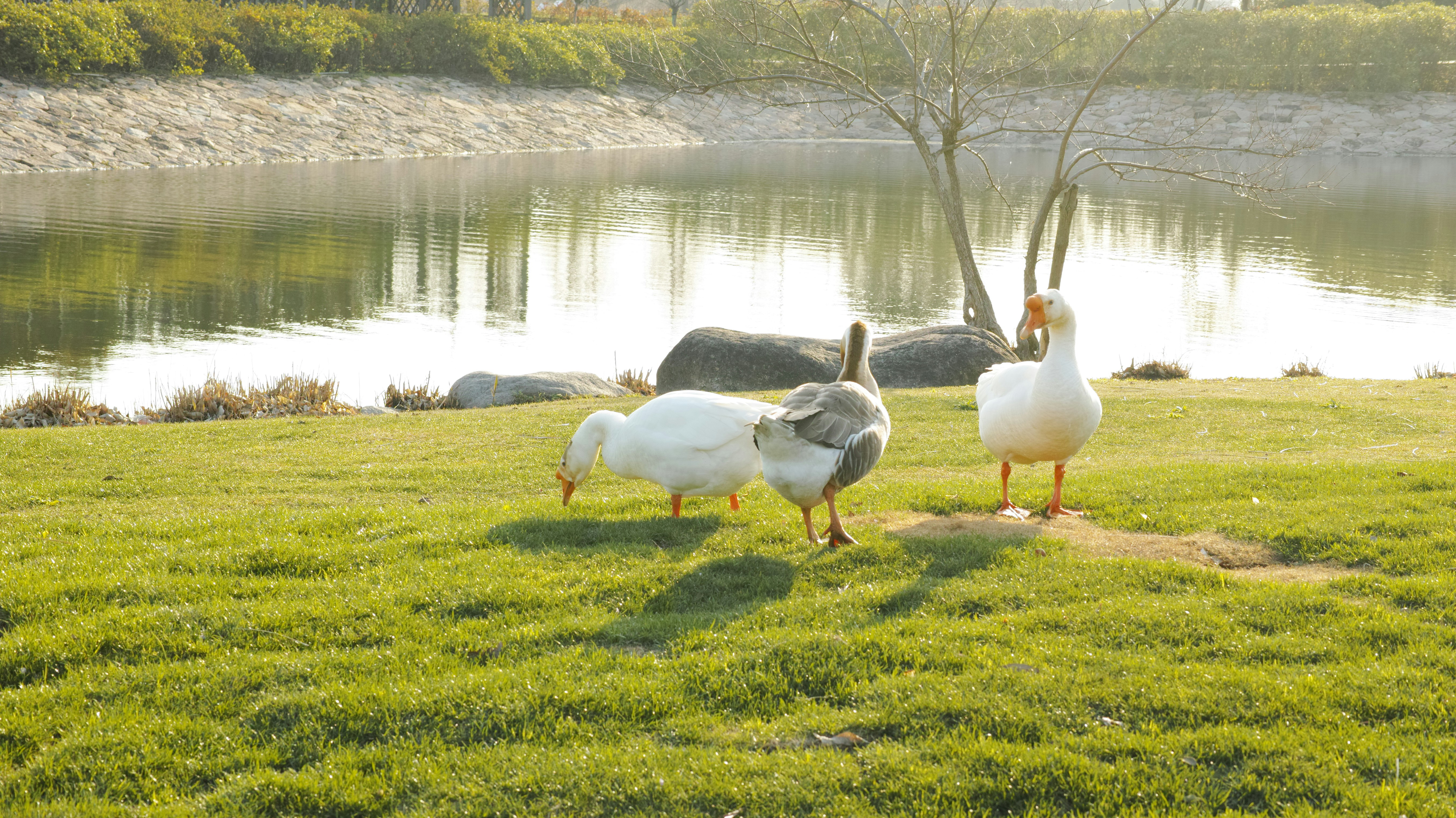 Three geese stand on sunlit grass near a calm pond, with a stone bank and tree in the background. A peaceful scene highlighting wildlife and parkland.