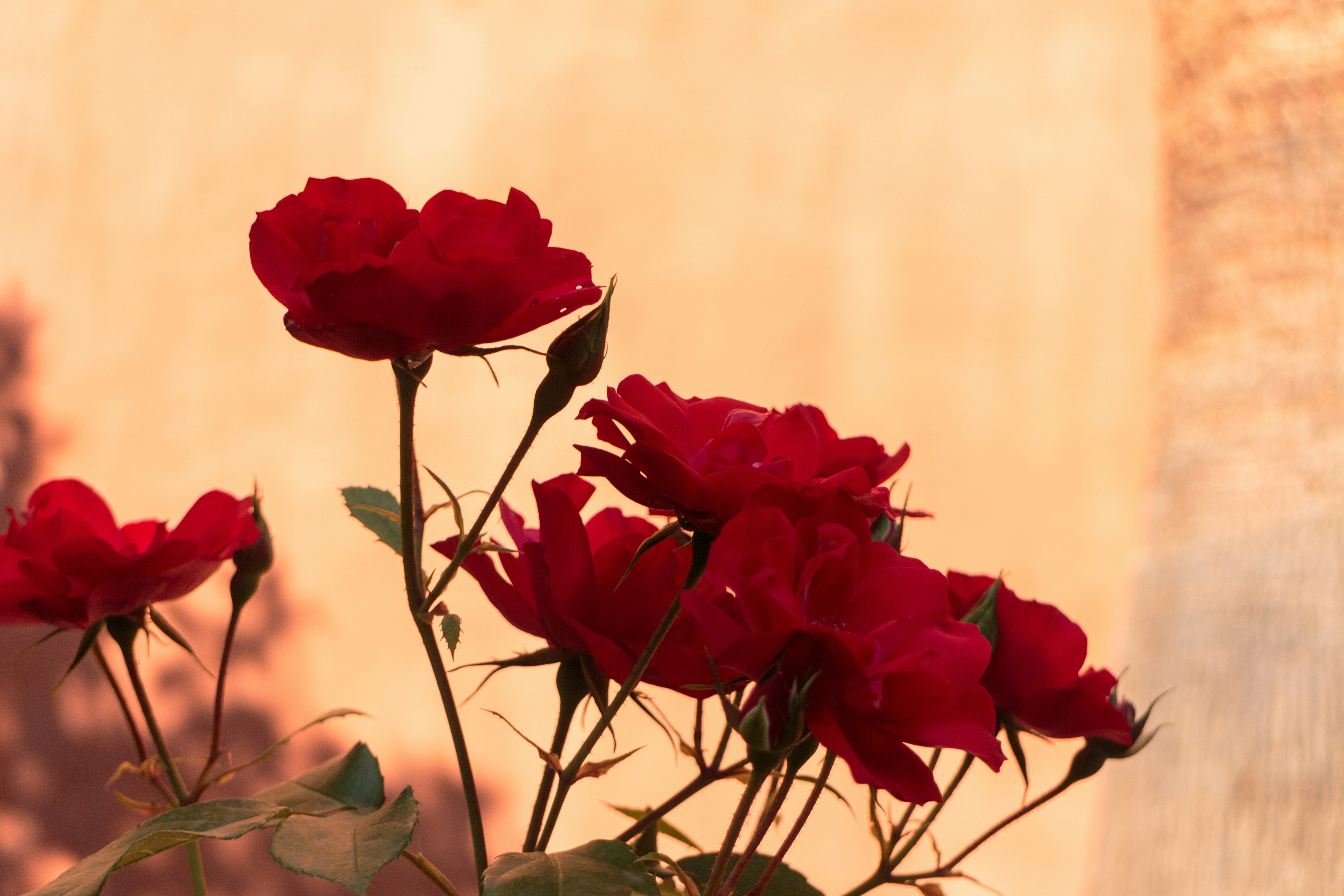 Vibrant red roses bask in warm sunlight against a soft, blurred backdrop.
