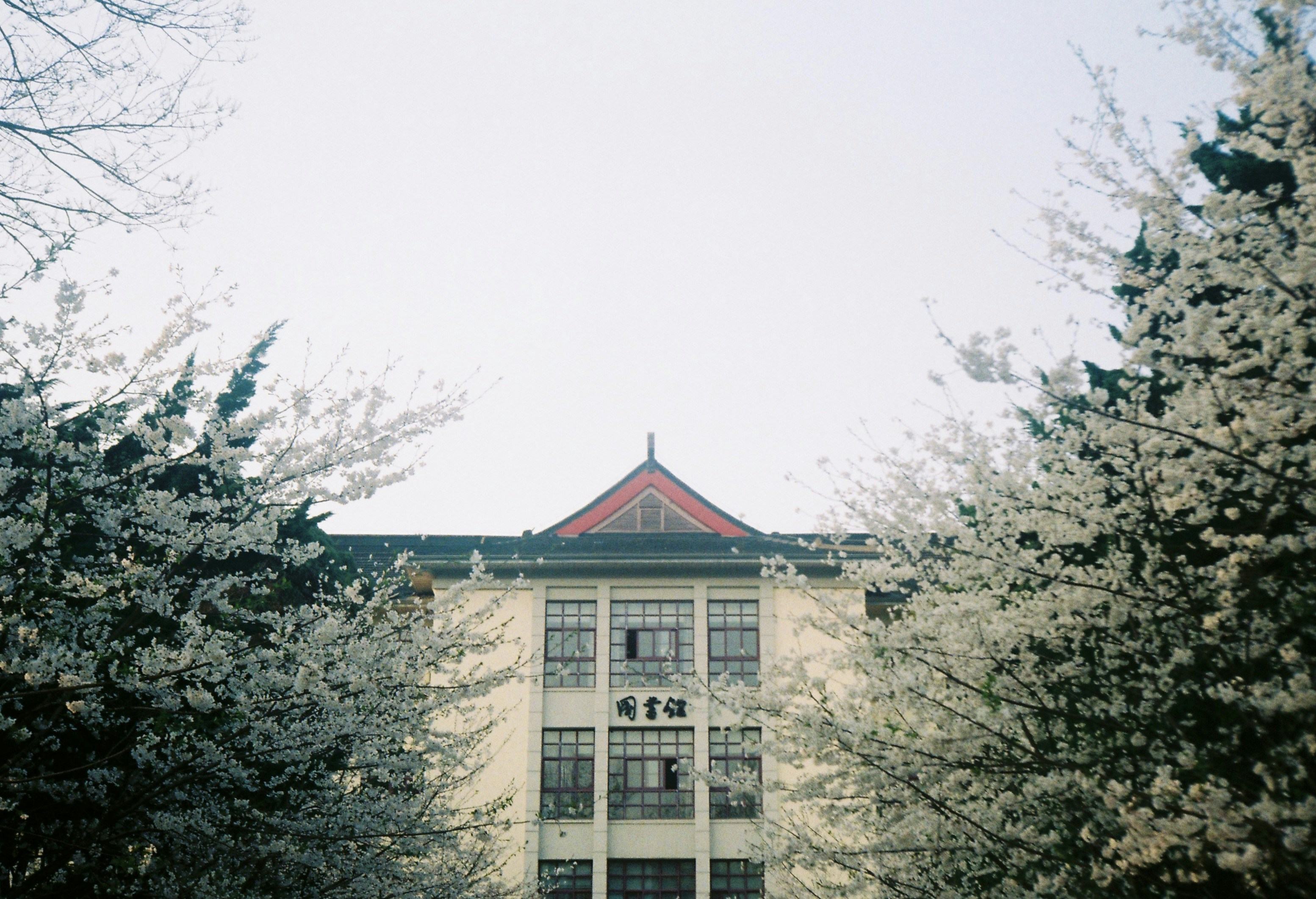 Historic building surrounded by blooming cherry trees under a clear sky.