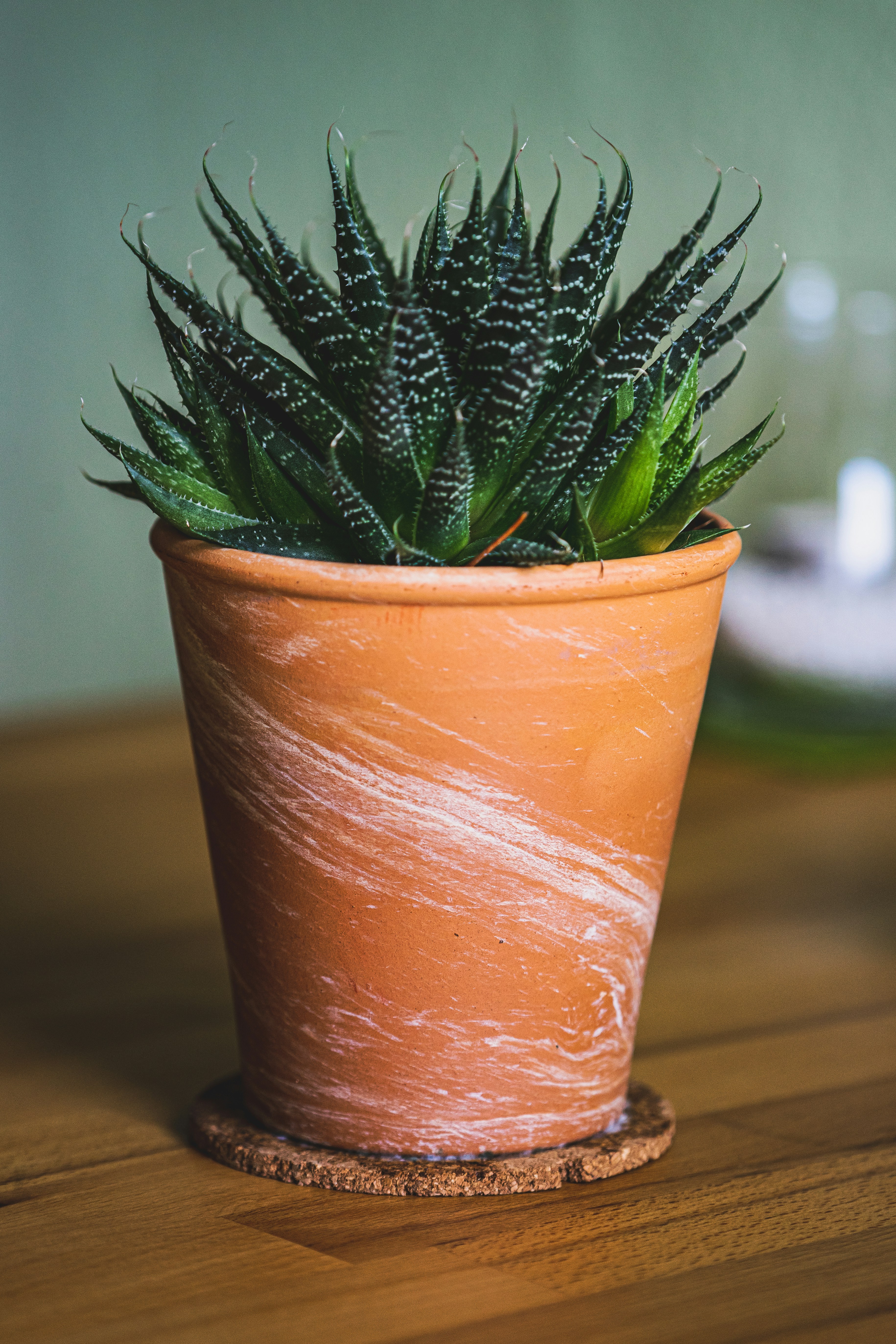 Haworthia in Terracotta: Quiet Geometry on a Wooden Table