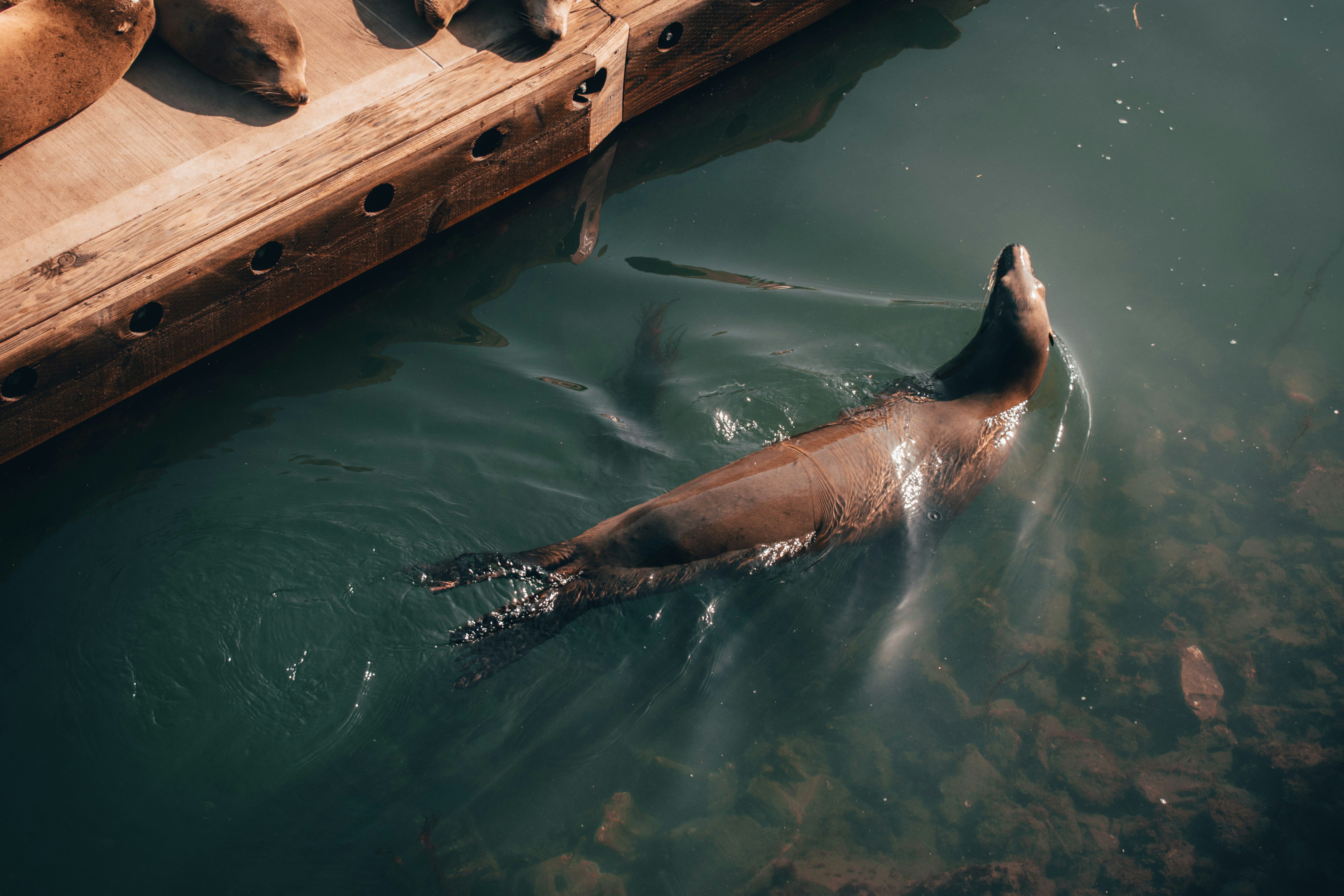 Seal in calm harbor waters near weathered wooden pilings
