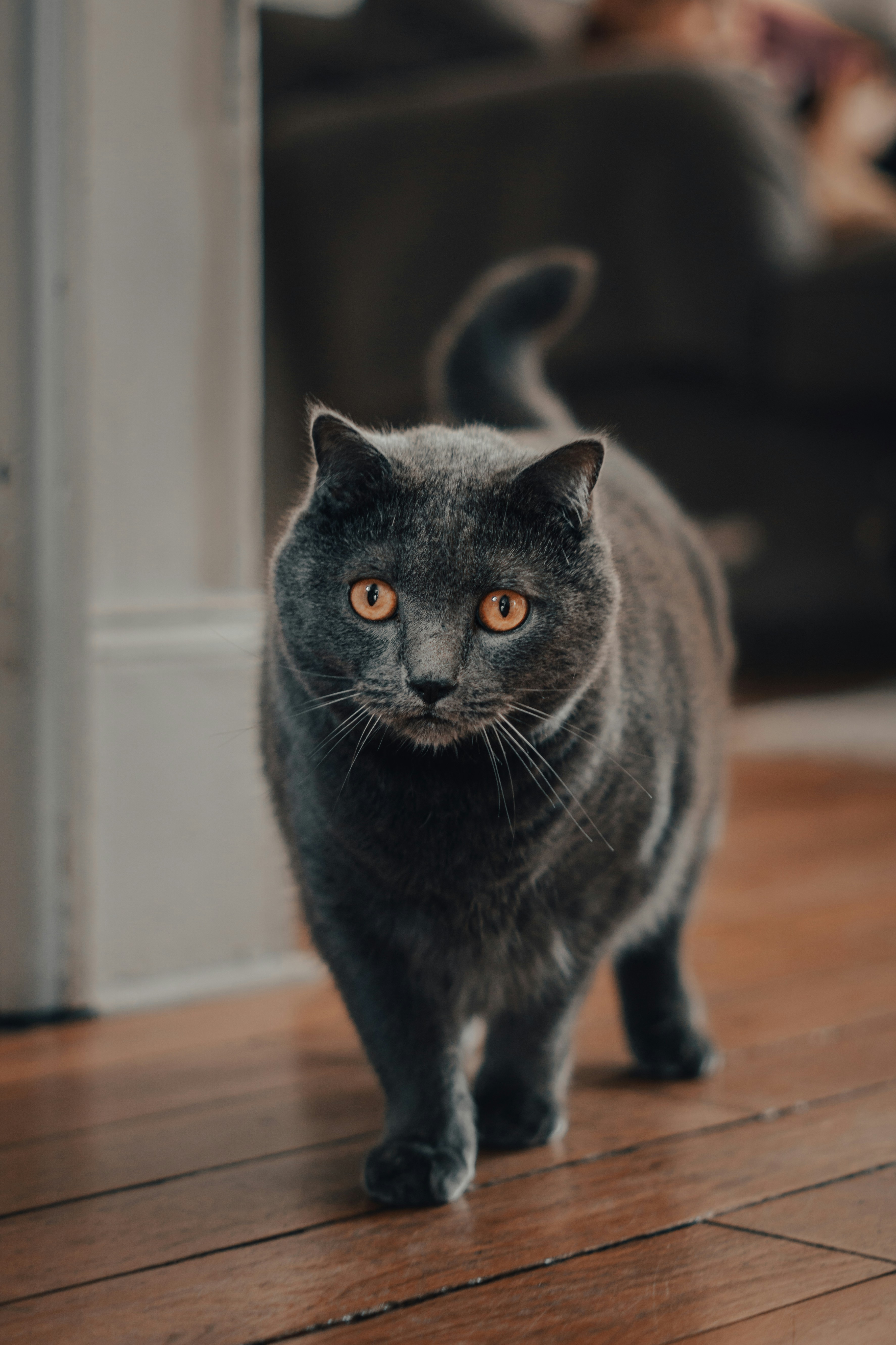 A gray cat with striking amber eyes walks gracefully across a wooden floor, exuding a sense of curiosity and charm.