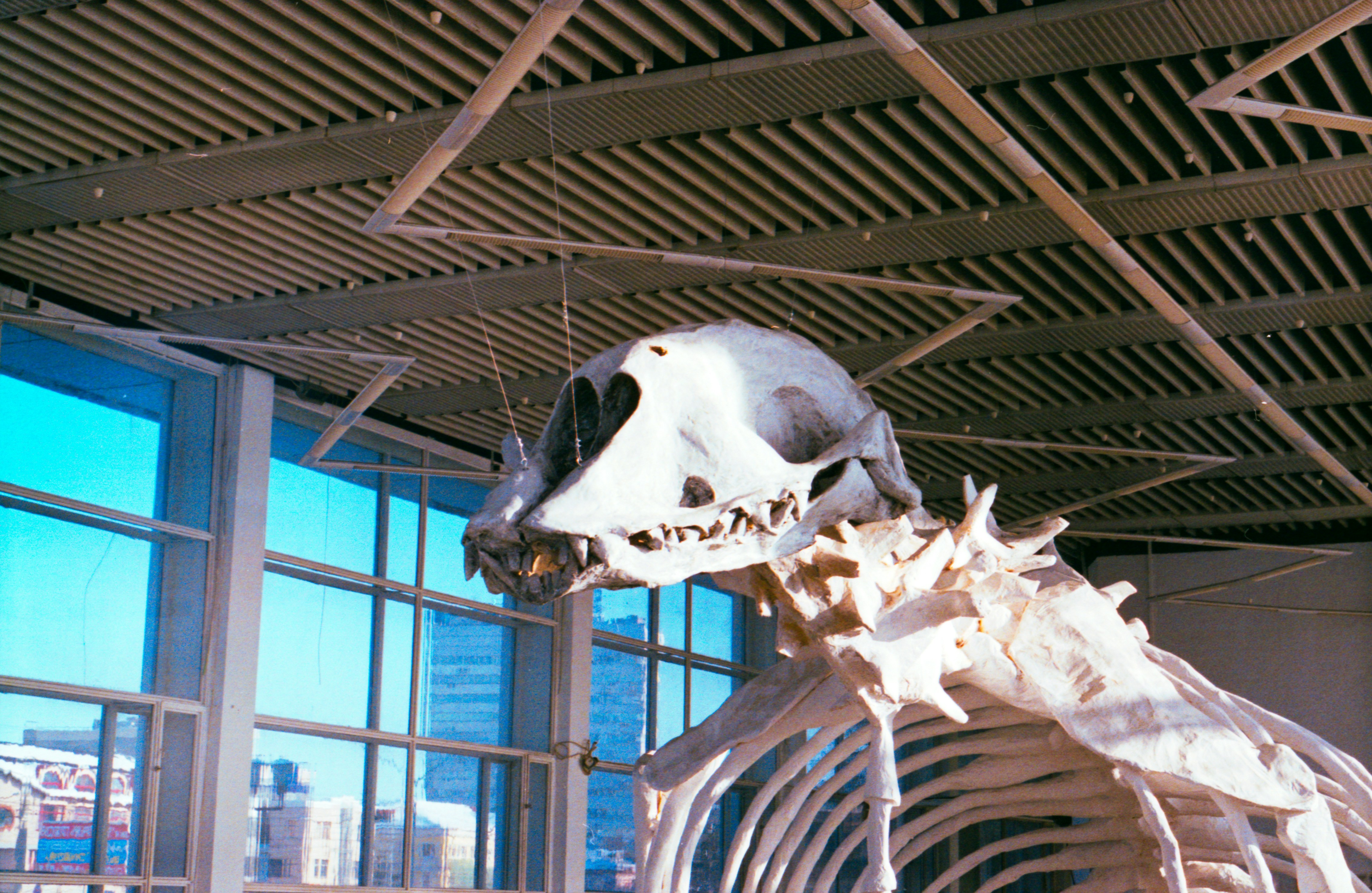 Giant prehistoric skull looms over a modern atrium