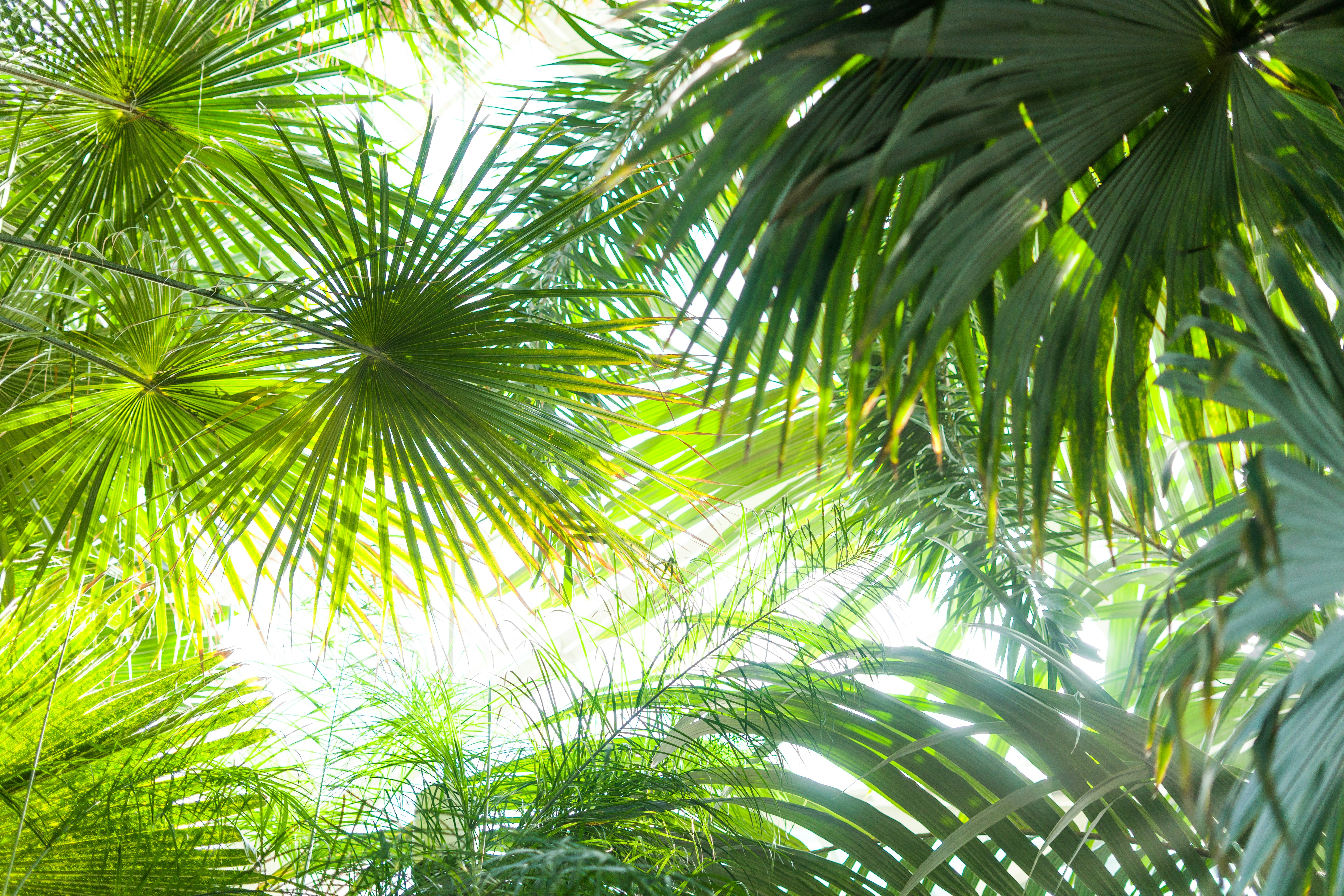 Vibrant green palm leaves overlapping under bright sunlight.