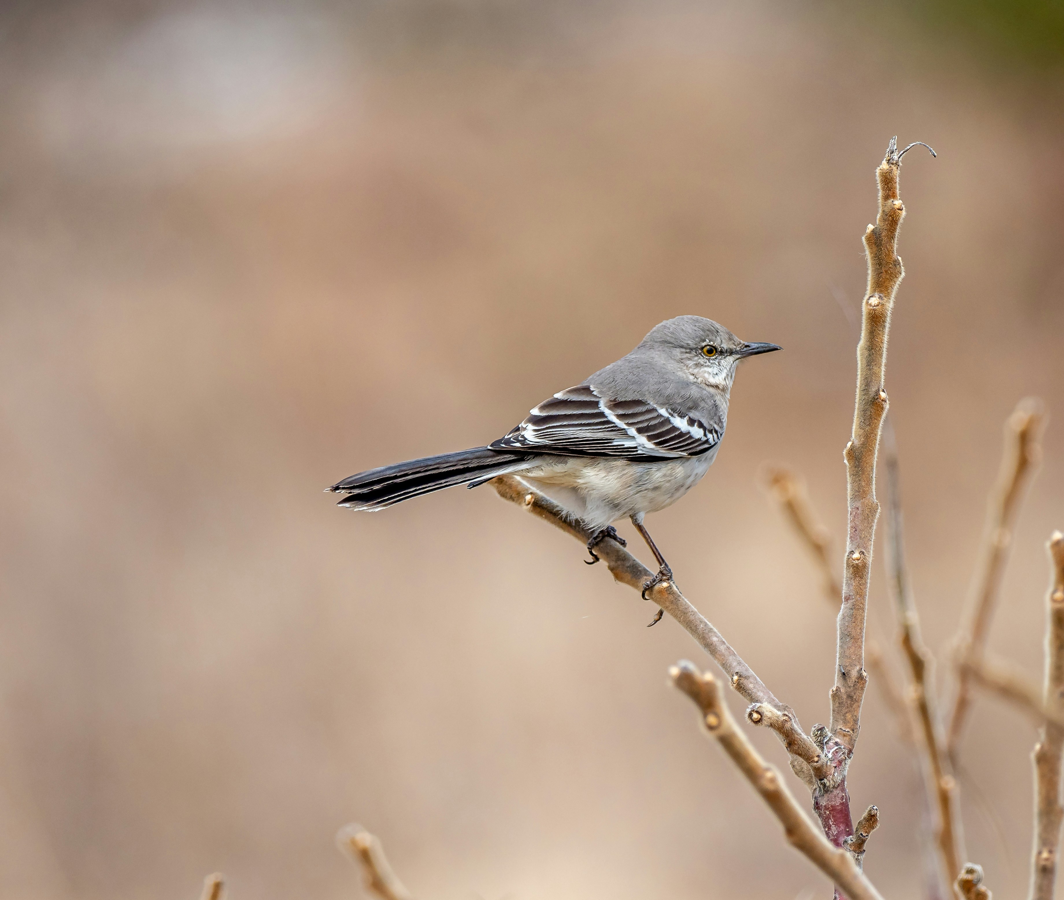 Gray and white bird on brown tree branch photo – Free Canada Image on ...