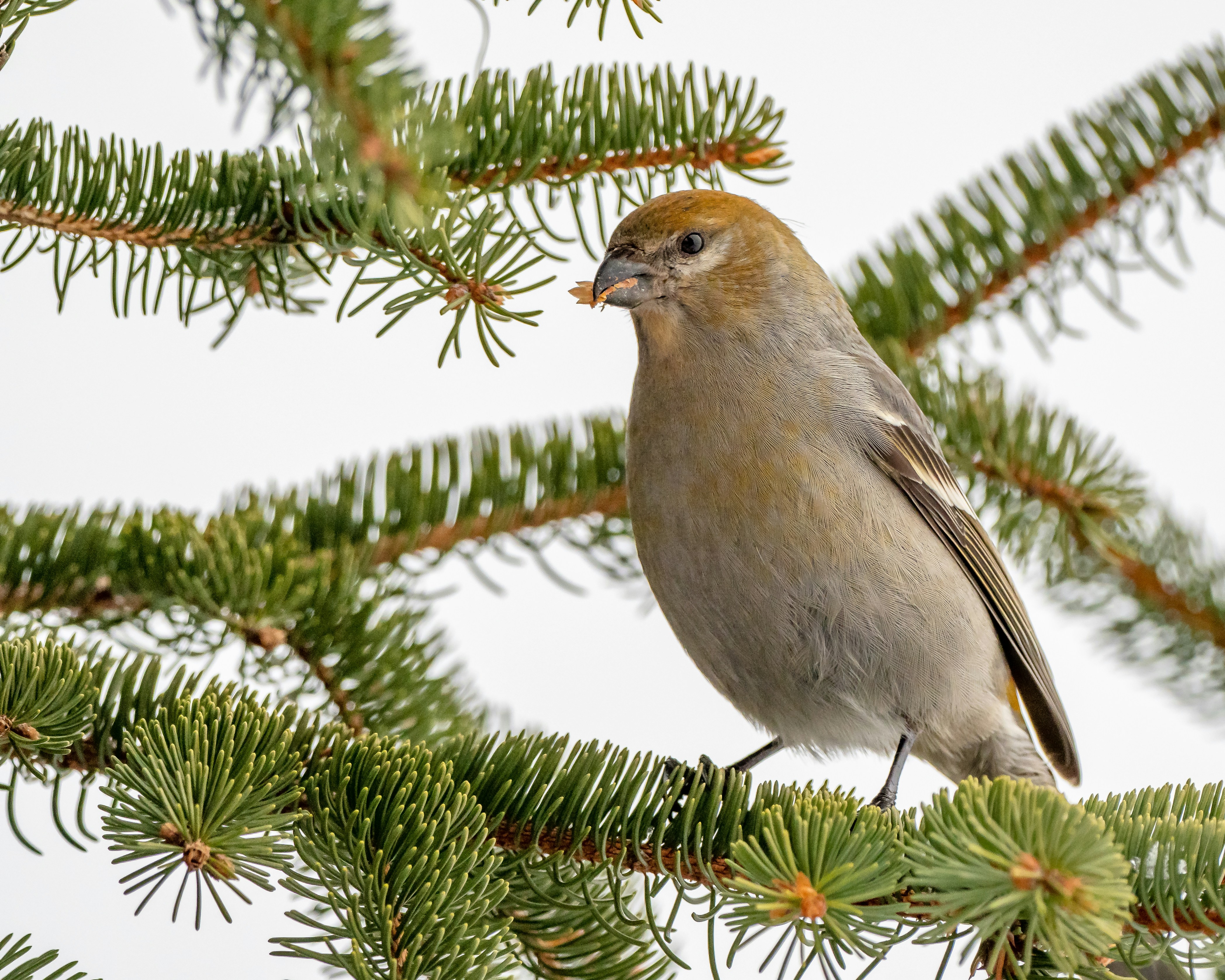 Amber-Headed Finch Perched on a Fragrant Fir in Quiet Winter Light