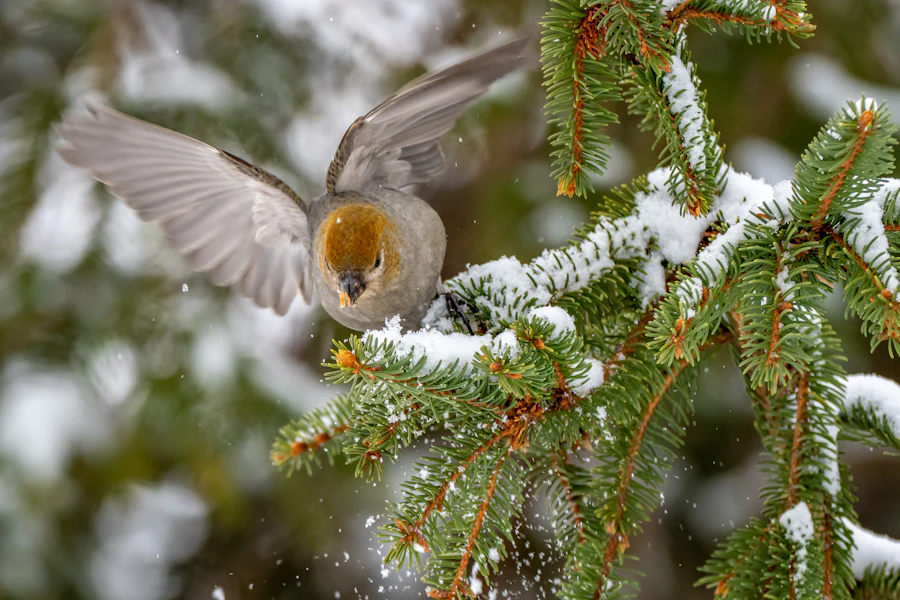 A small bird with wings spread hovers beside a snow-covered spruce branch, with soft winter bokeh behind it. Snow clings to the needles as flakes fall through the frame.