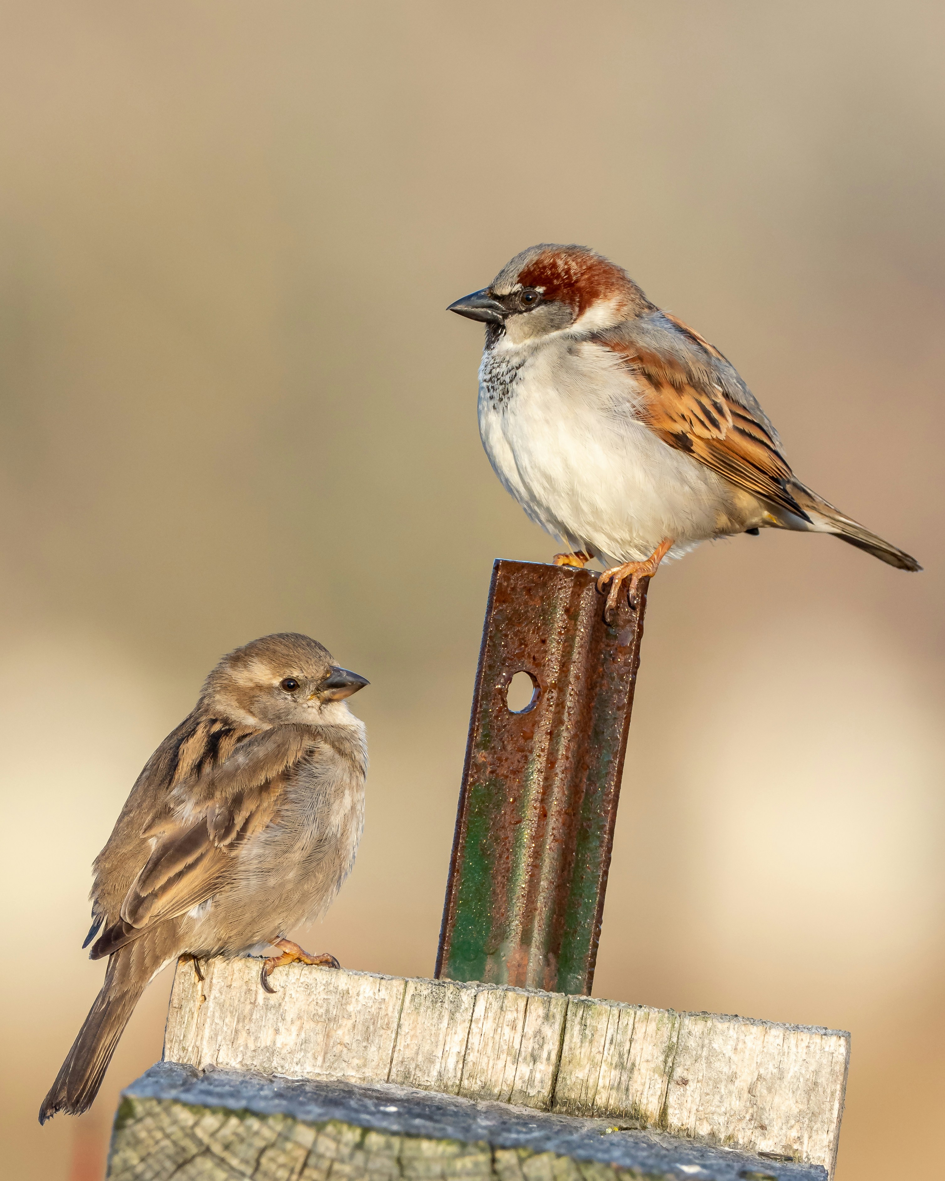 50,000+ House Sparrow Pictures | Download Free Images on Unsplash