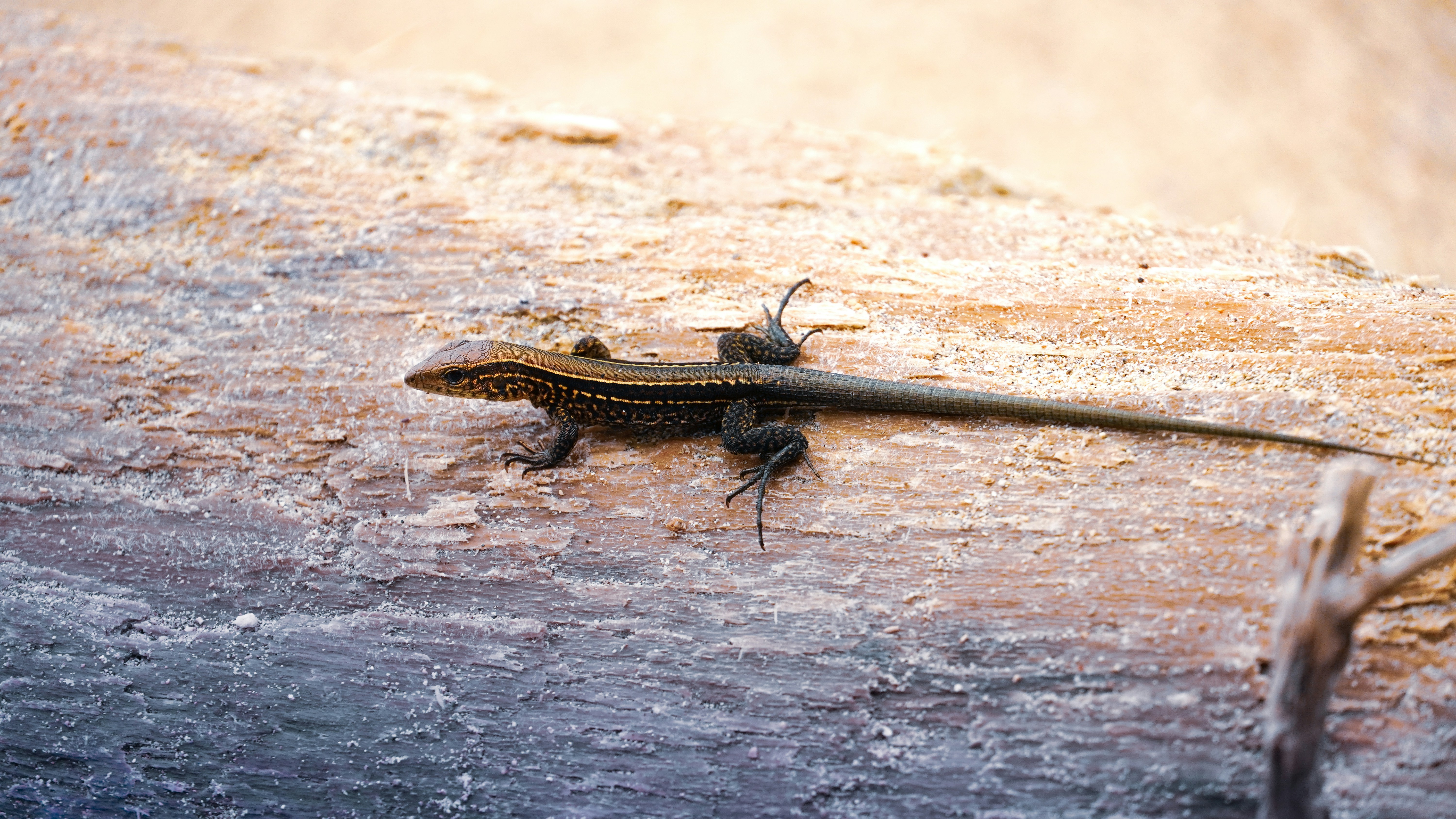 A slender lizard resting on a sunlit log, showcasing its intricate patterns against the textured surface. 