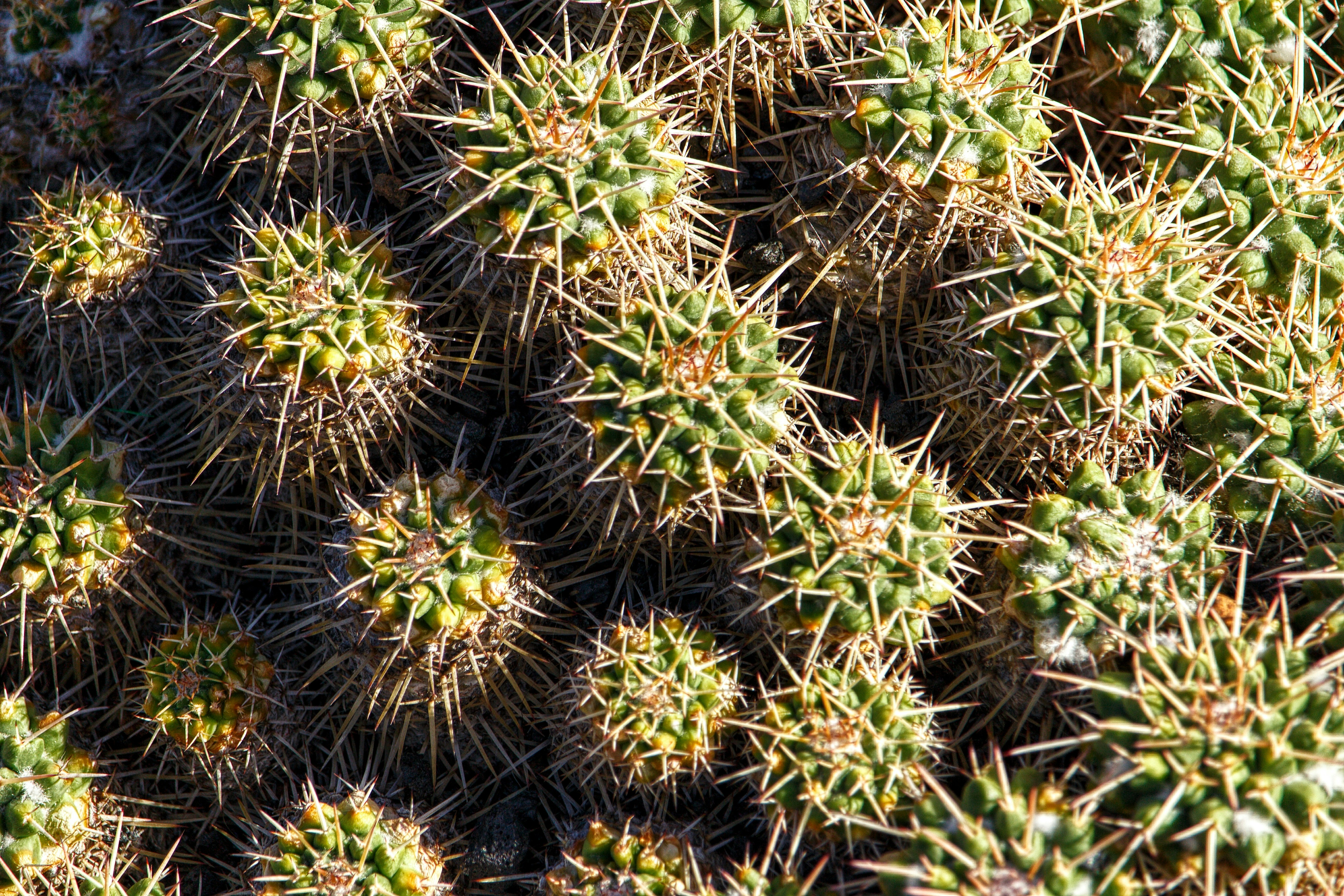 Sunlit Rosettes: a dense mosaic of spiny cactus domes