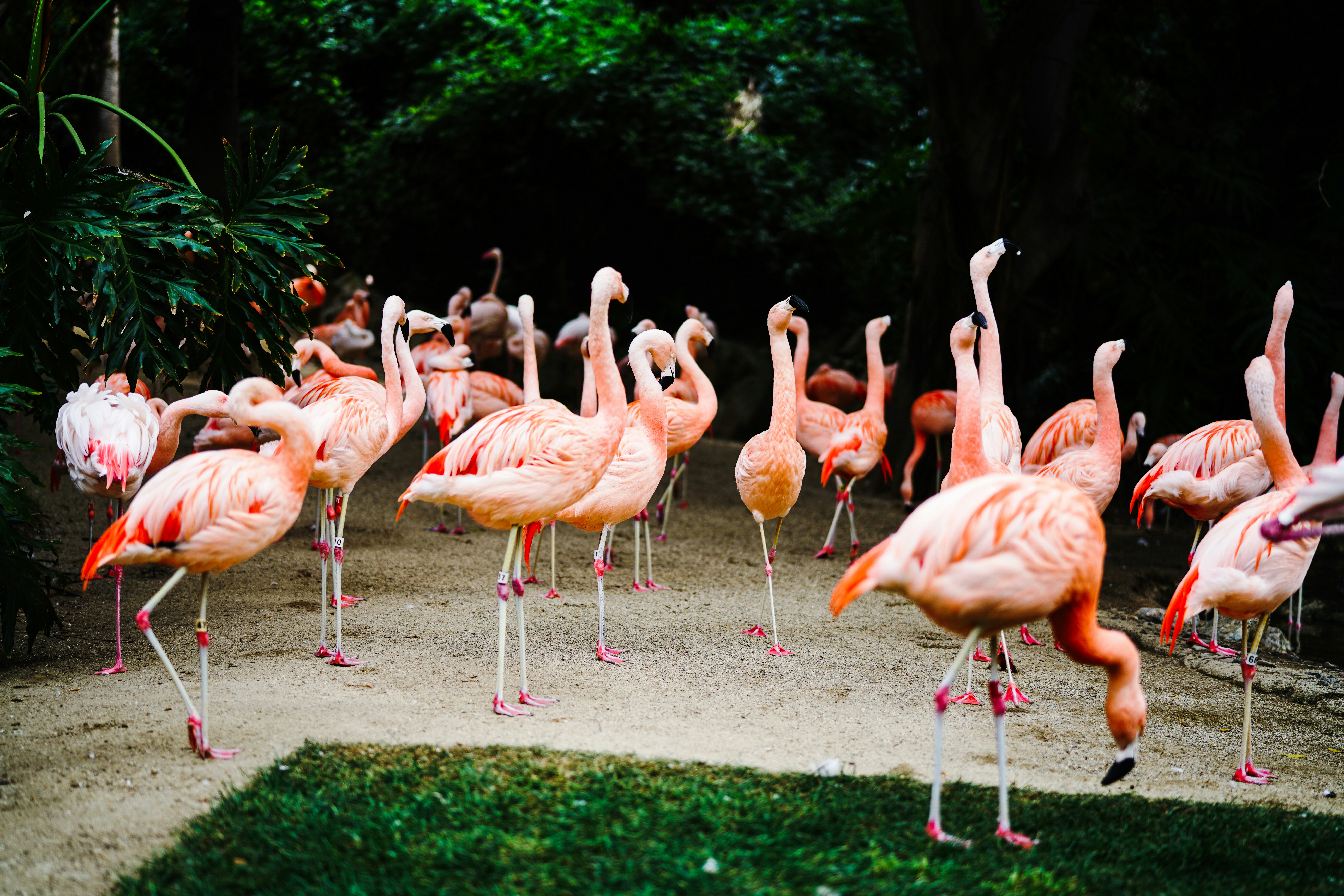 Flock of flamingos on green grass field during daytime photo – Free La ...