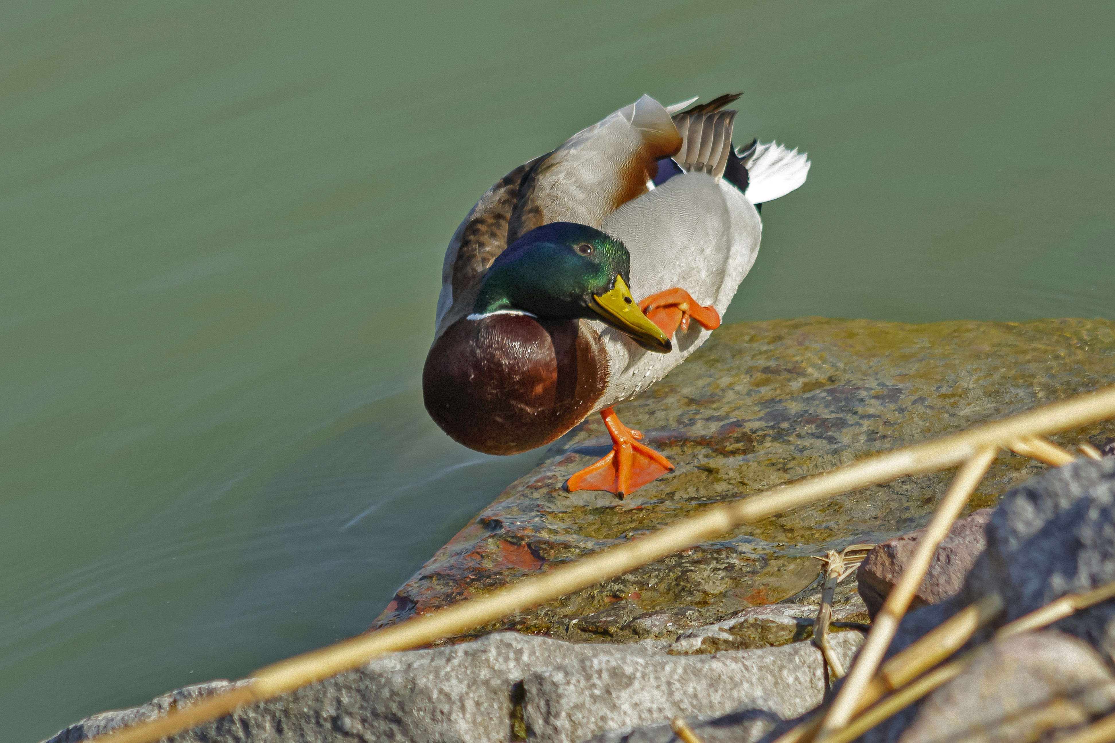 white duck on water during daytime