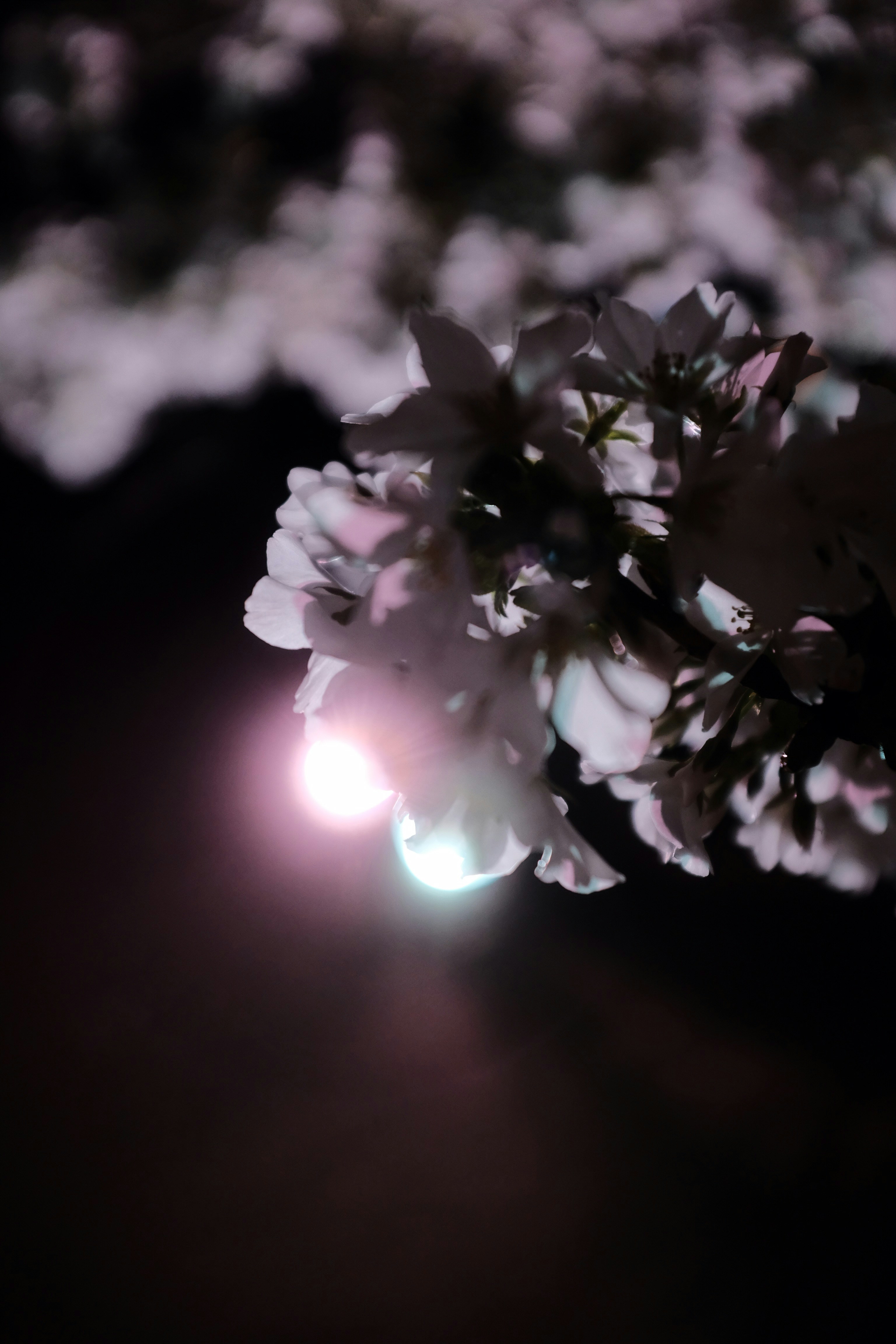 Midnight Blossom in a Neon Halo