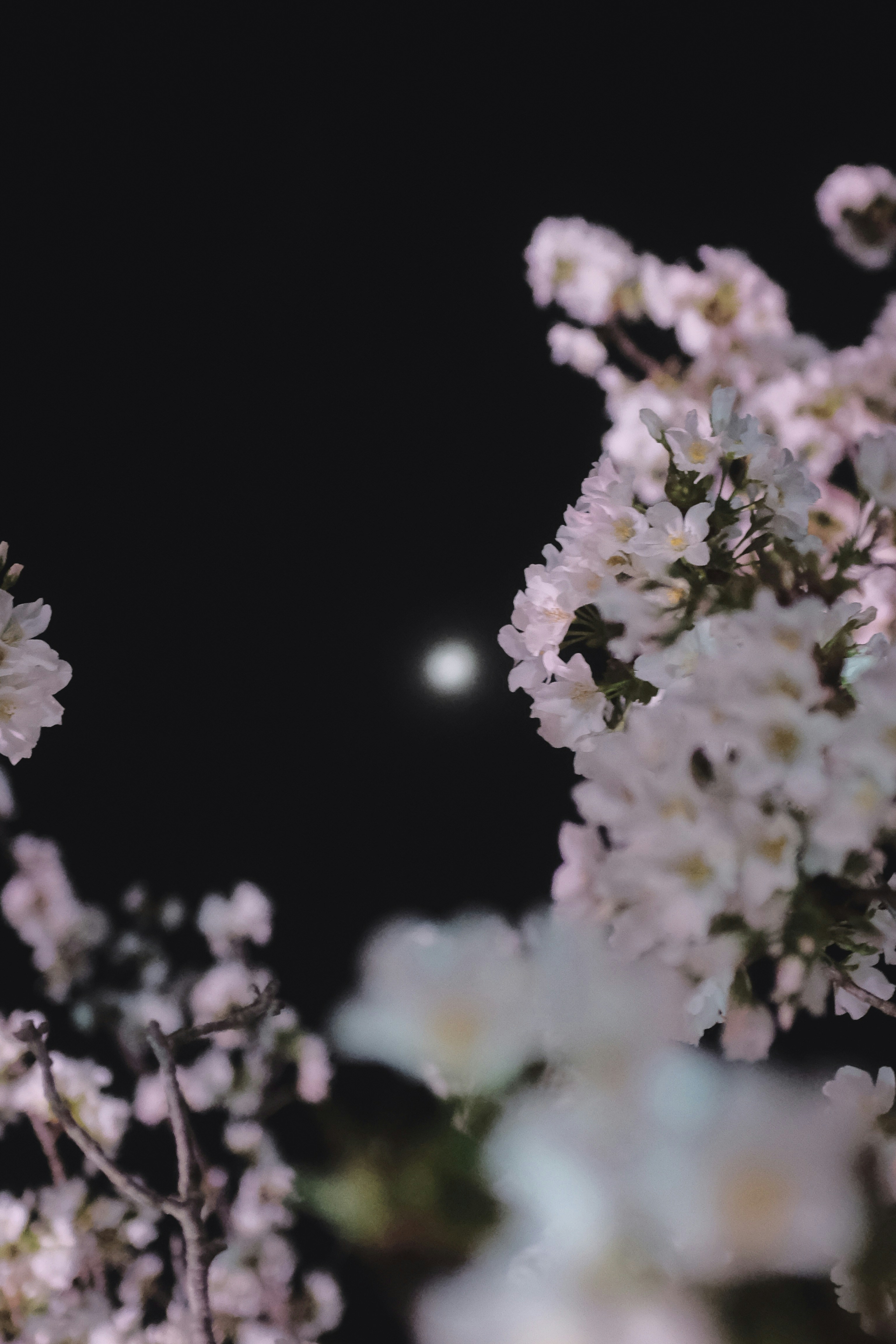 white cherry blossom in close up photography