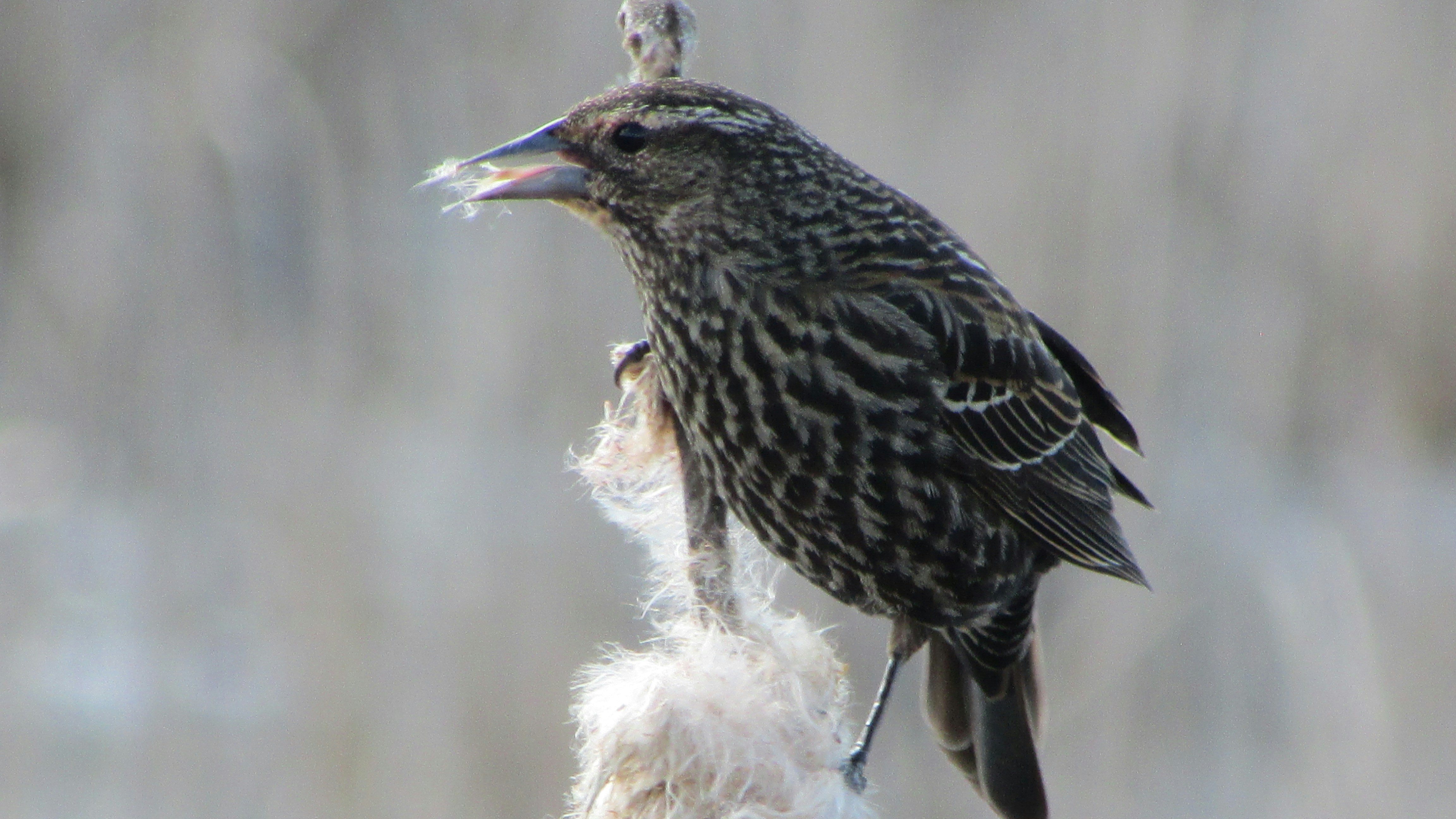 Female Red-winged Blackbird perched on cattail, gathering fluff for nesting.