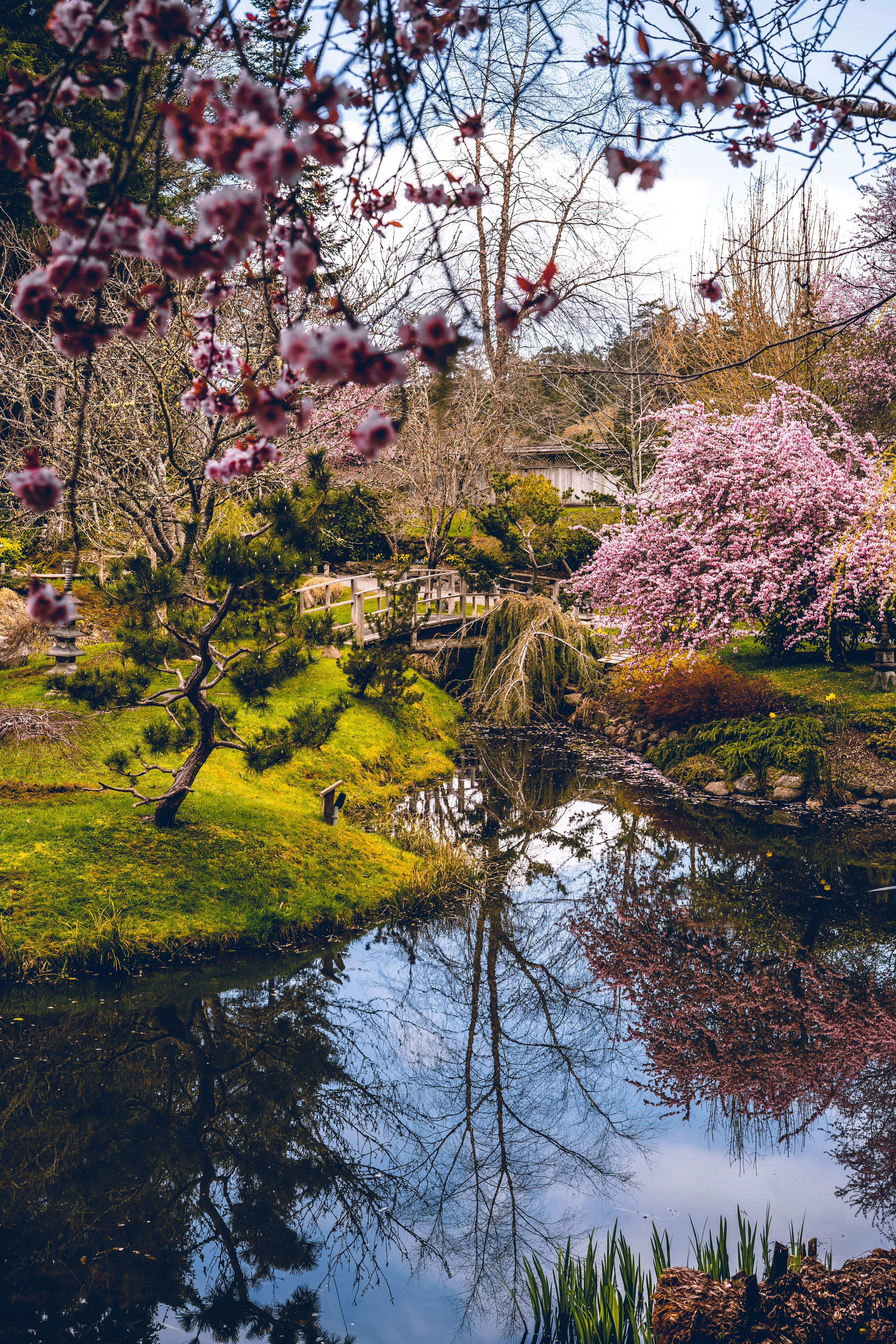 Spring Wallpaper Pictures | Download Free Images on Unsplash
