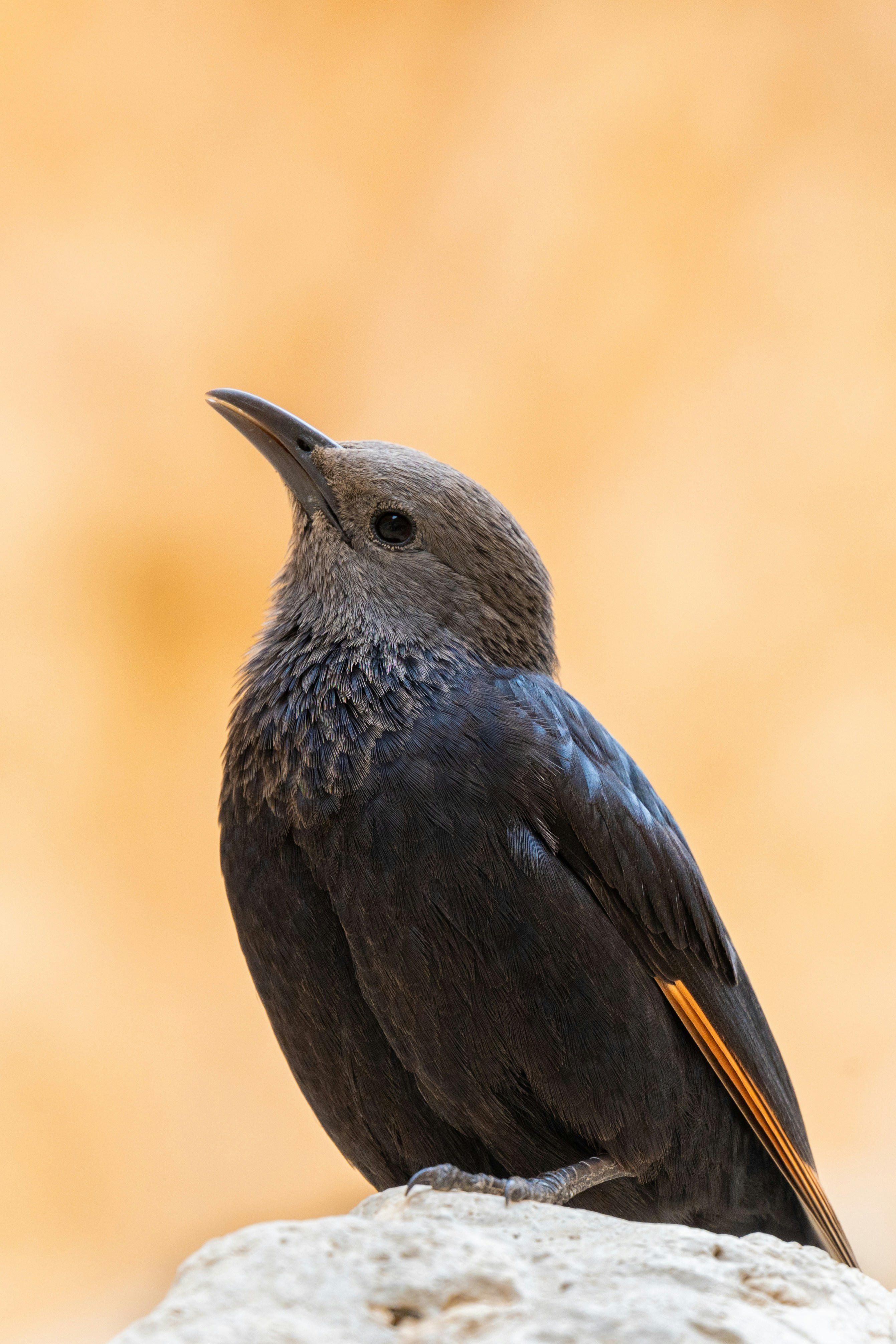 Amber Backlight Frames a Lone Blackbird on Rock