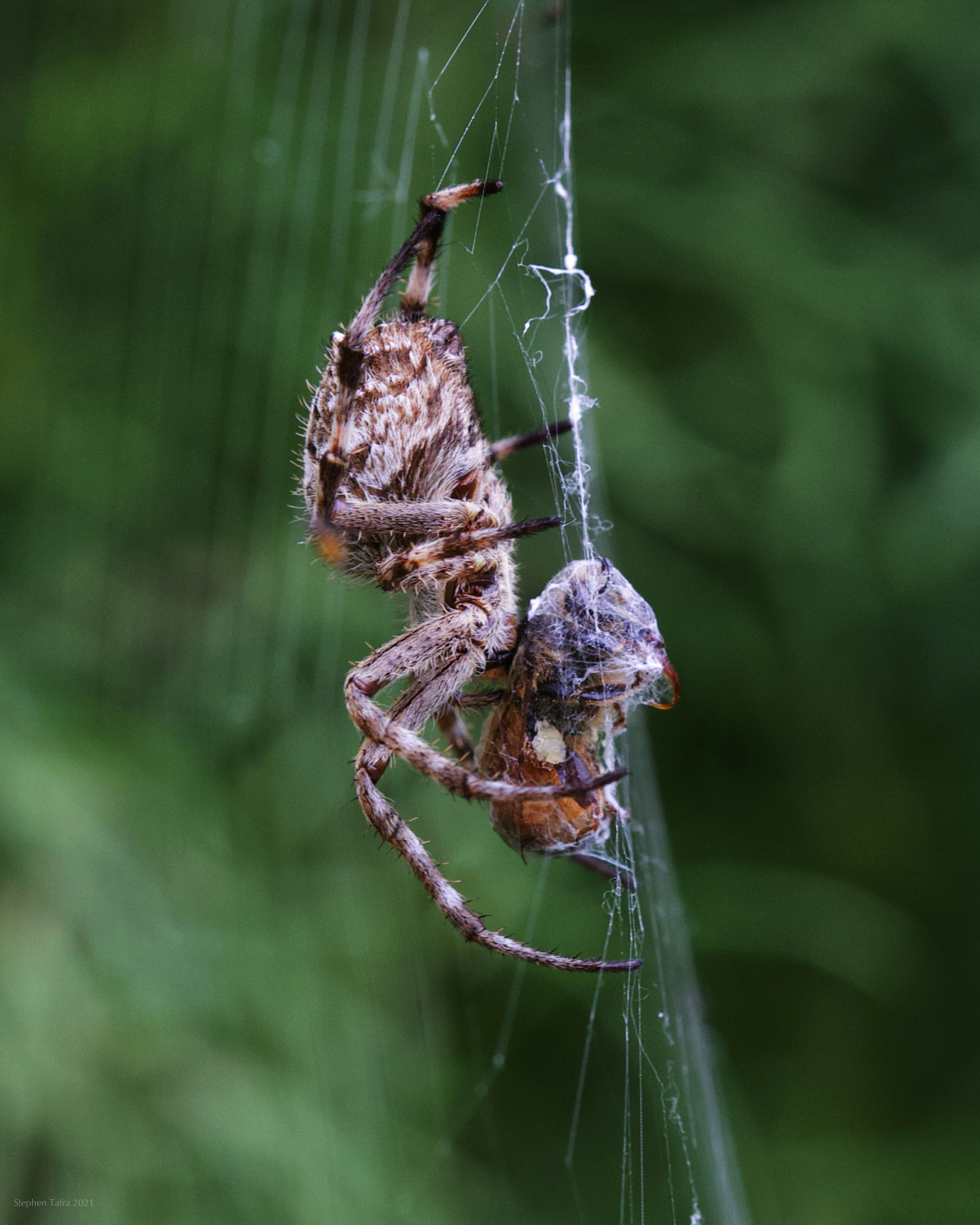 Silk and Stillness: A Brown Spider on a Web in a Verdant Backdrop