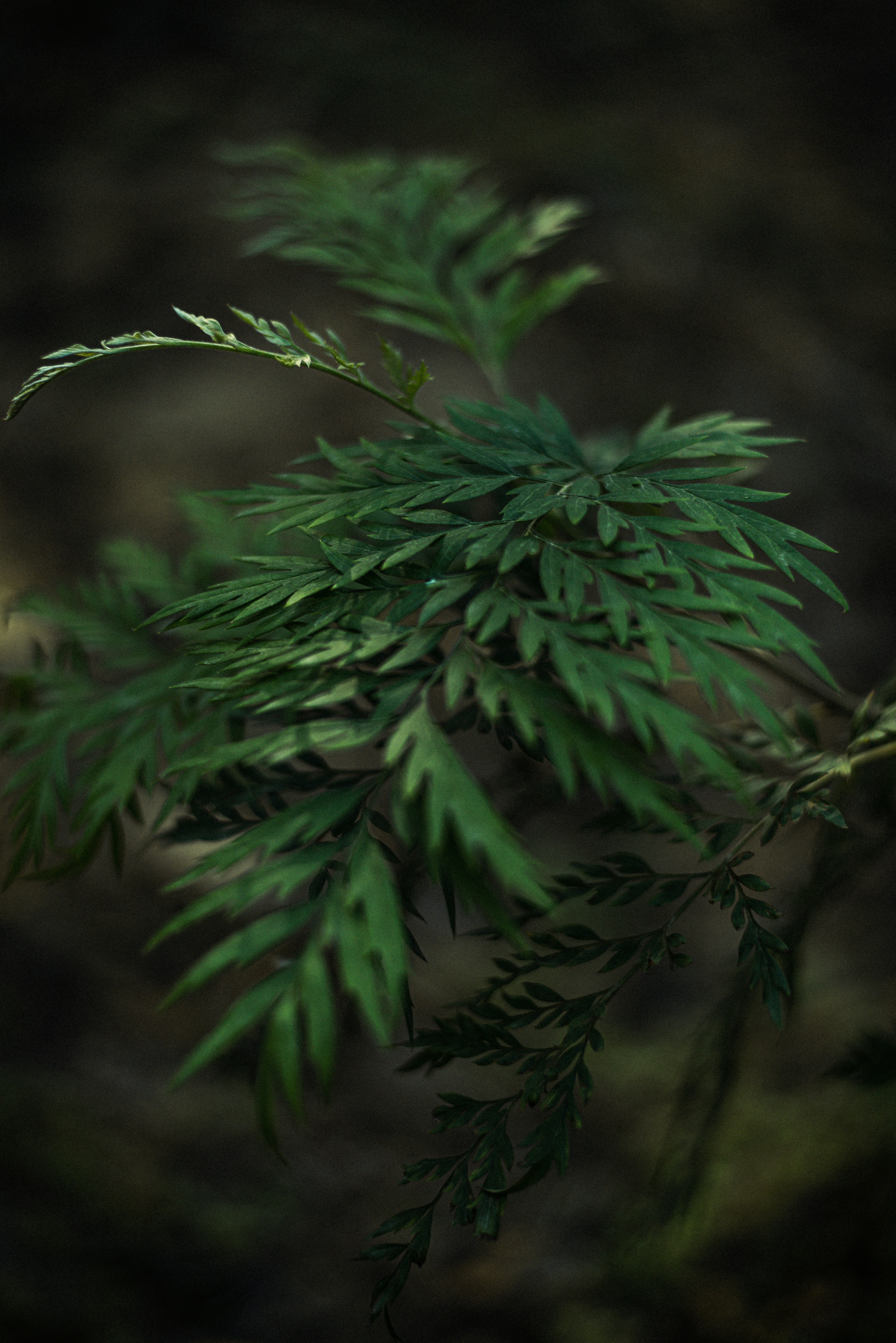 Verdant Whisper: Delicate Foliage in Focus