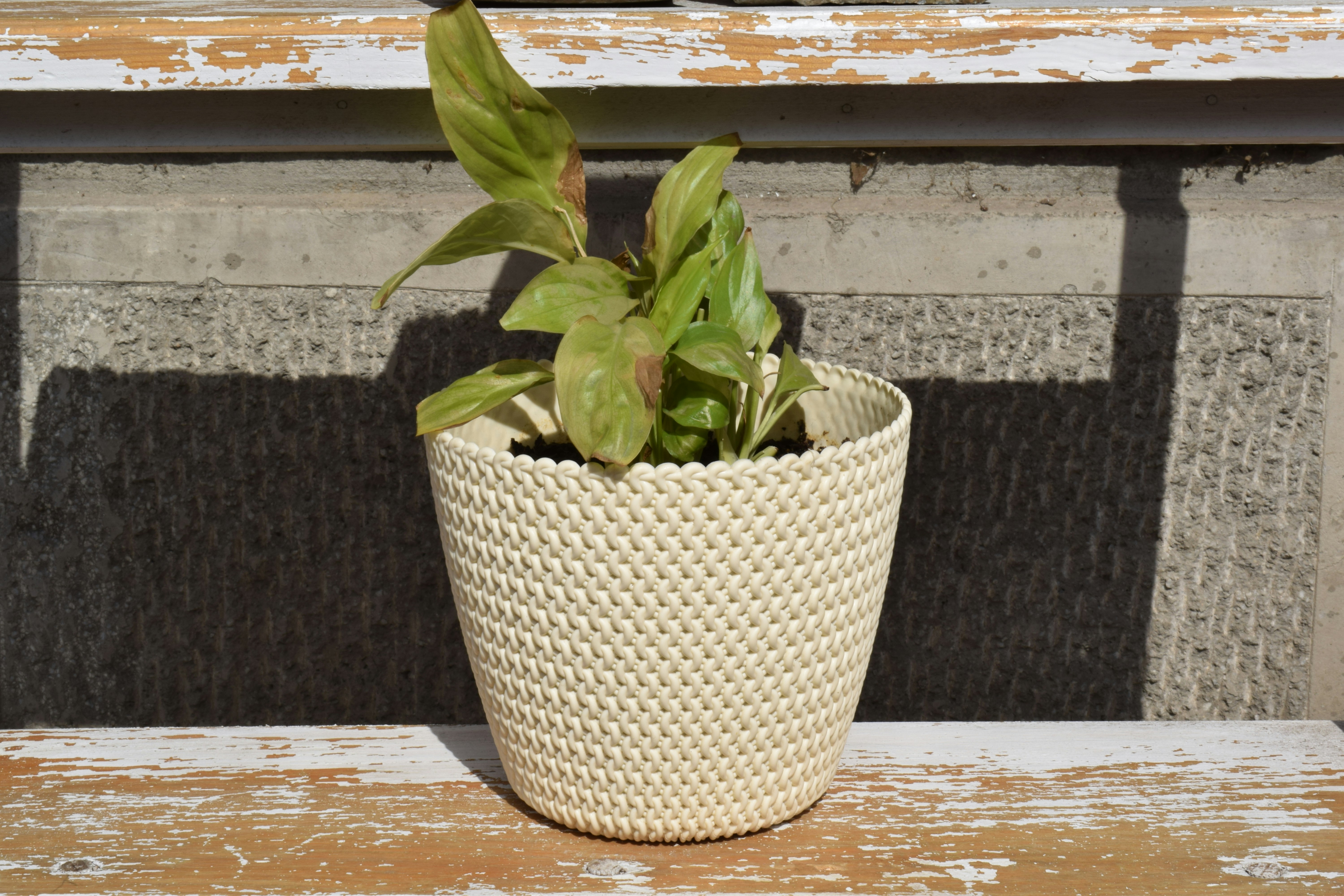 Sunlit Pot: A Closer Look at a Potted Greenery on Weathered Wood