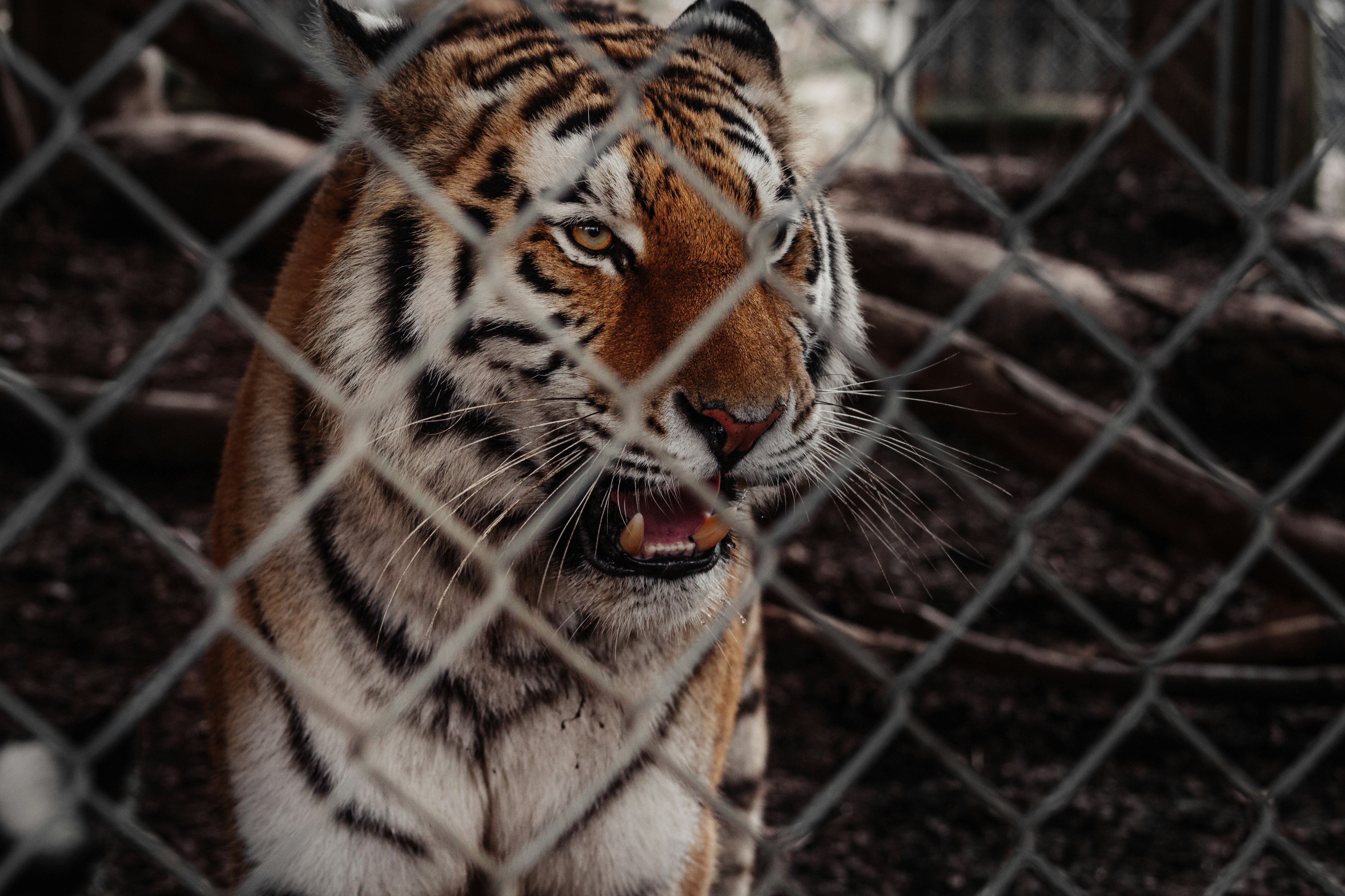 Gaze Through the Mesh: Tiger at the Fence
