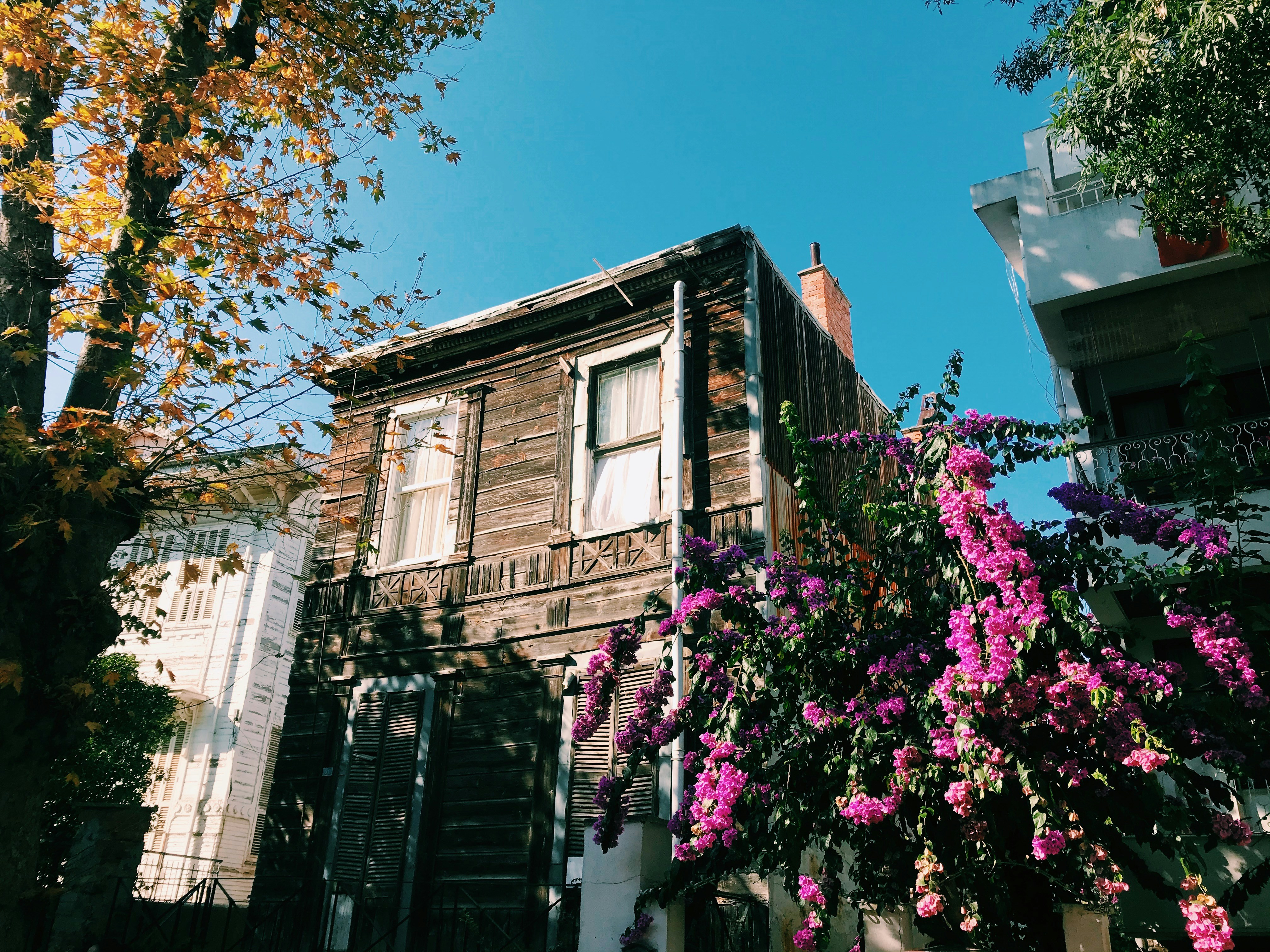 Weathered wooden house framed by colorful bougainvillea and autumn leaves under a clear blue sky.