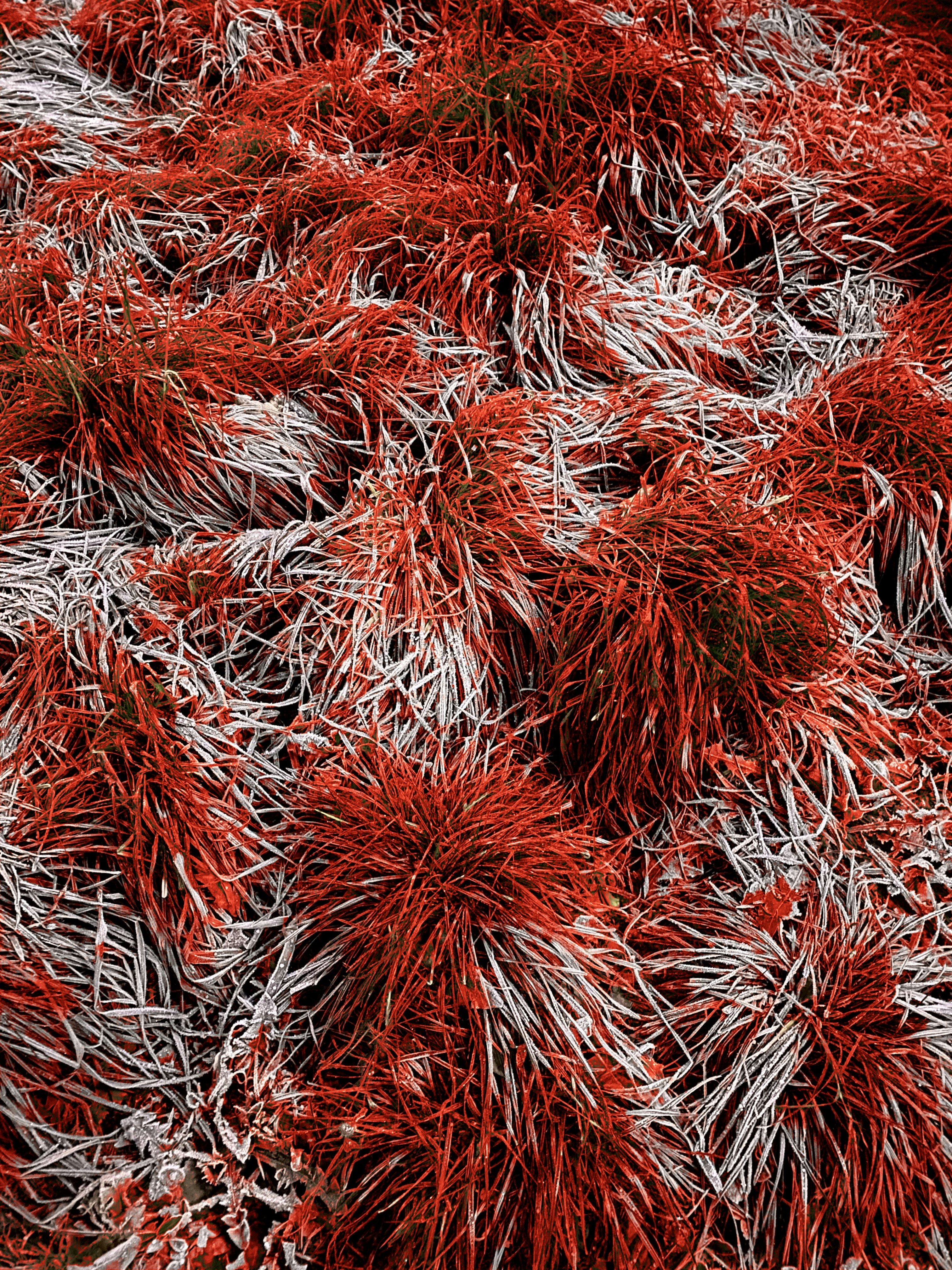 Crimson frost-tufts: a close-up study of winter's red-and-white texture
