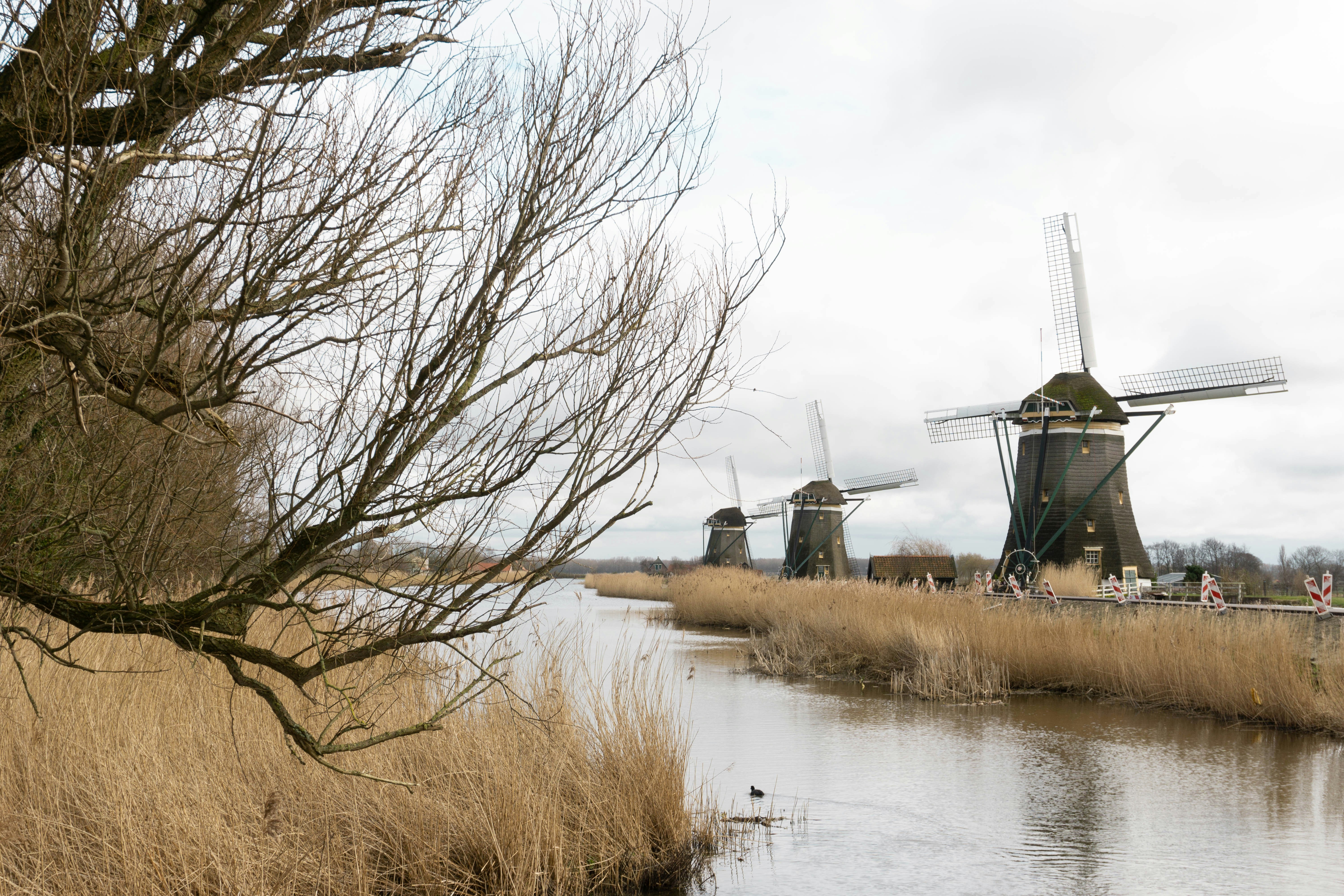 Windmills on the Riverbank: A Quiet Dutch Panorama