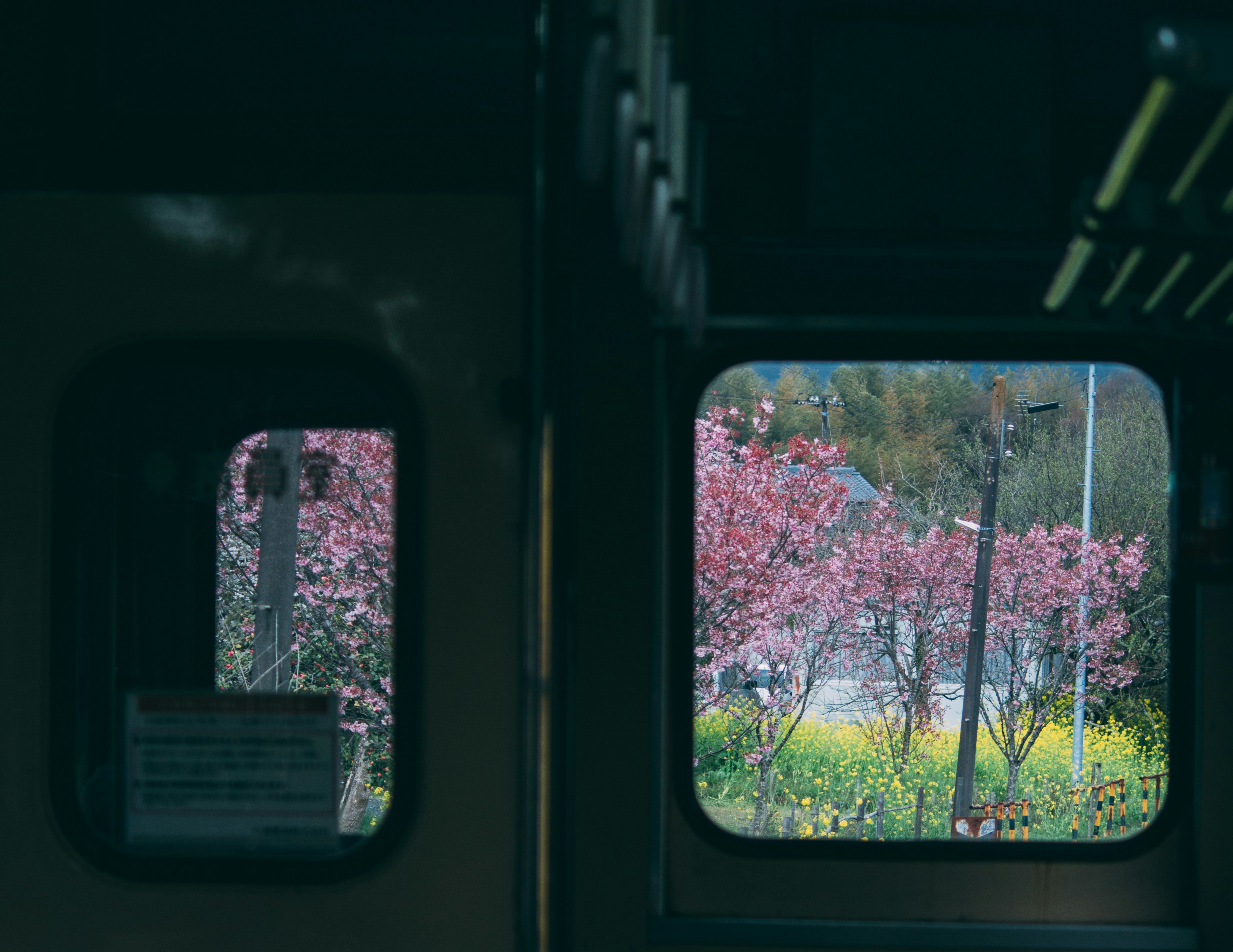 green trees in front of window