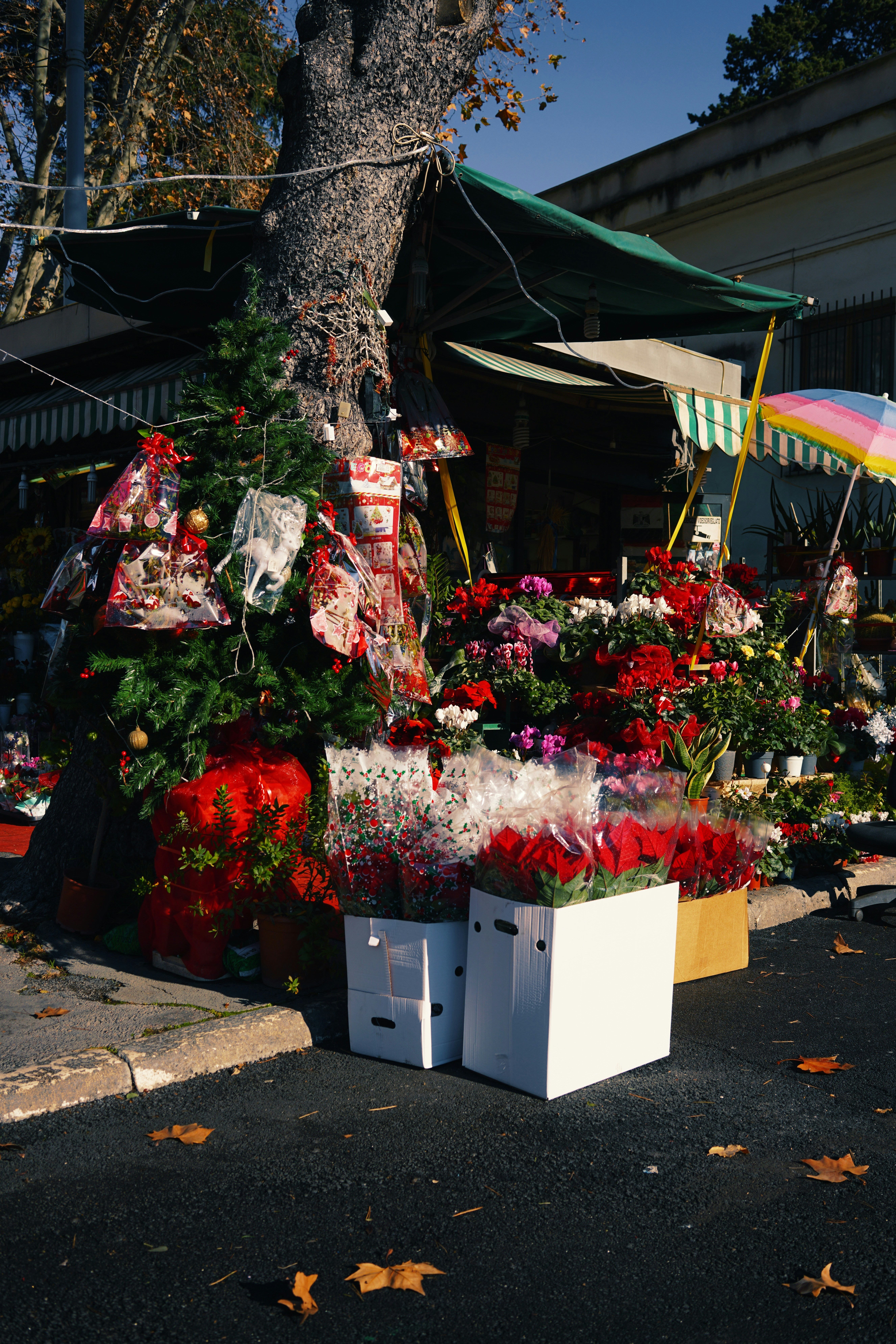 Crimson Blooms Under a Market Canopy: A Burst of Color at the Flower Stall