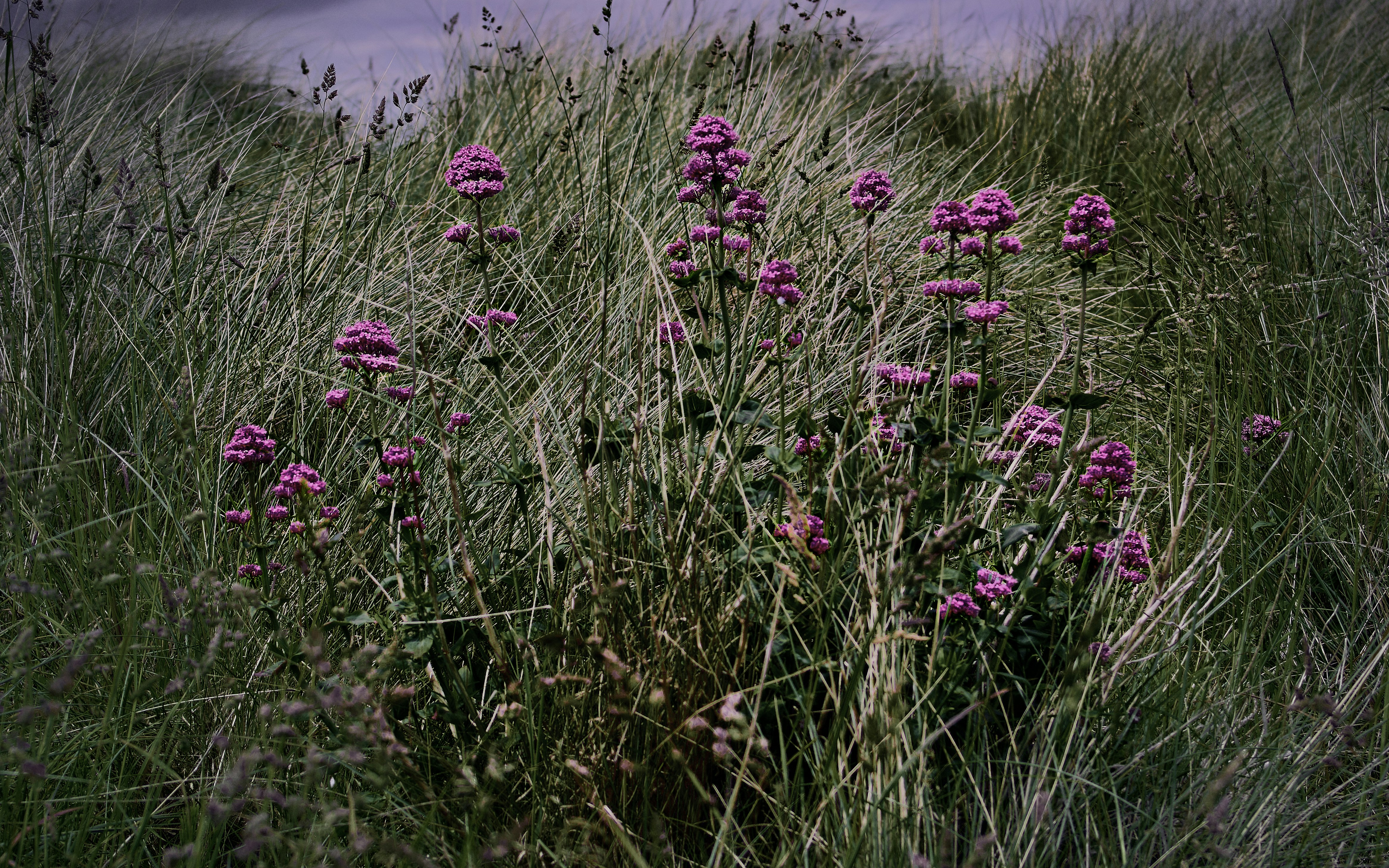 Pink Globes Rising Through a Windswept Meadow