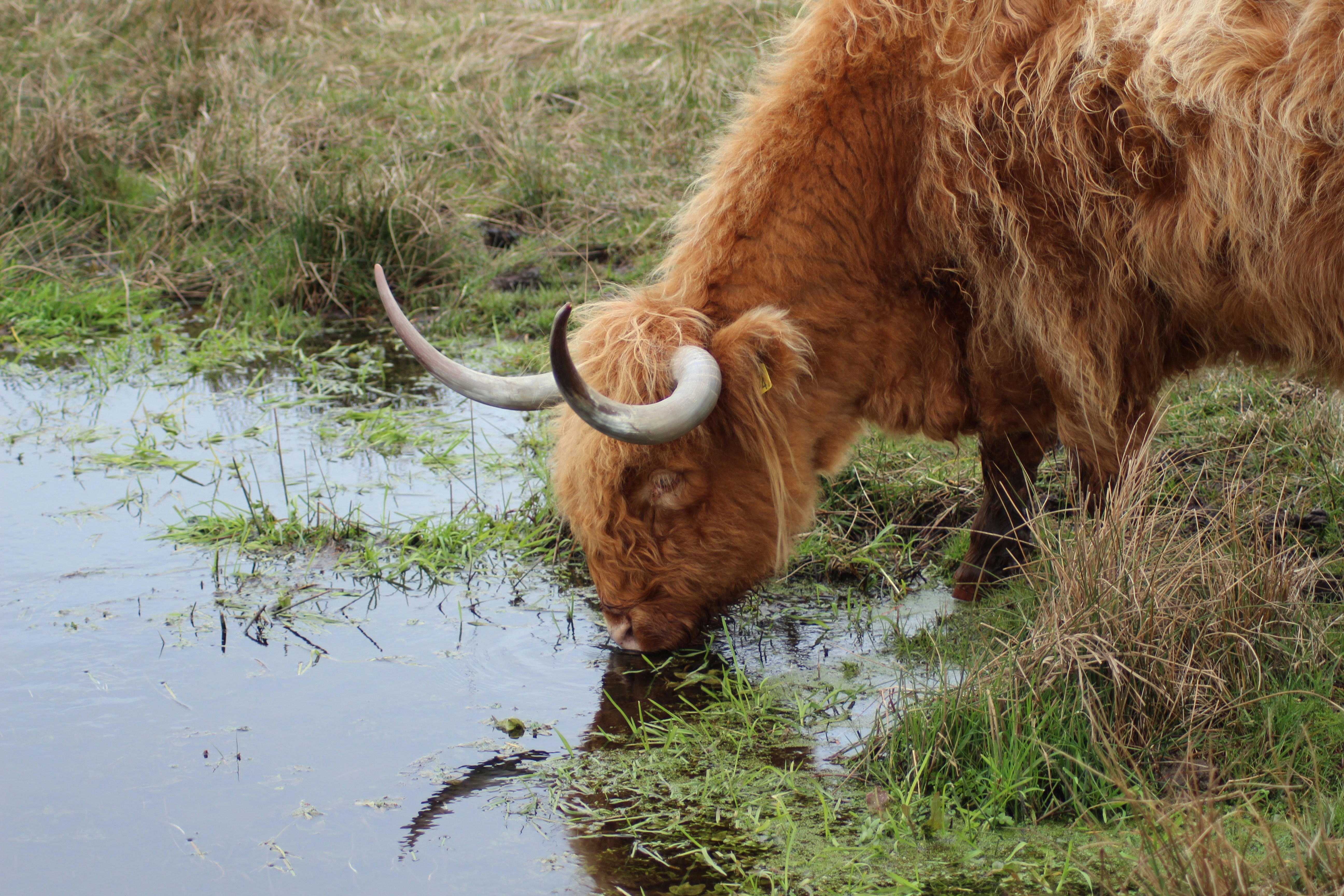 Amber-Horned Bovid Sips Along the Wetland Edge