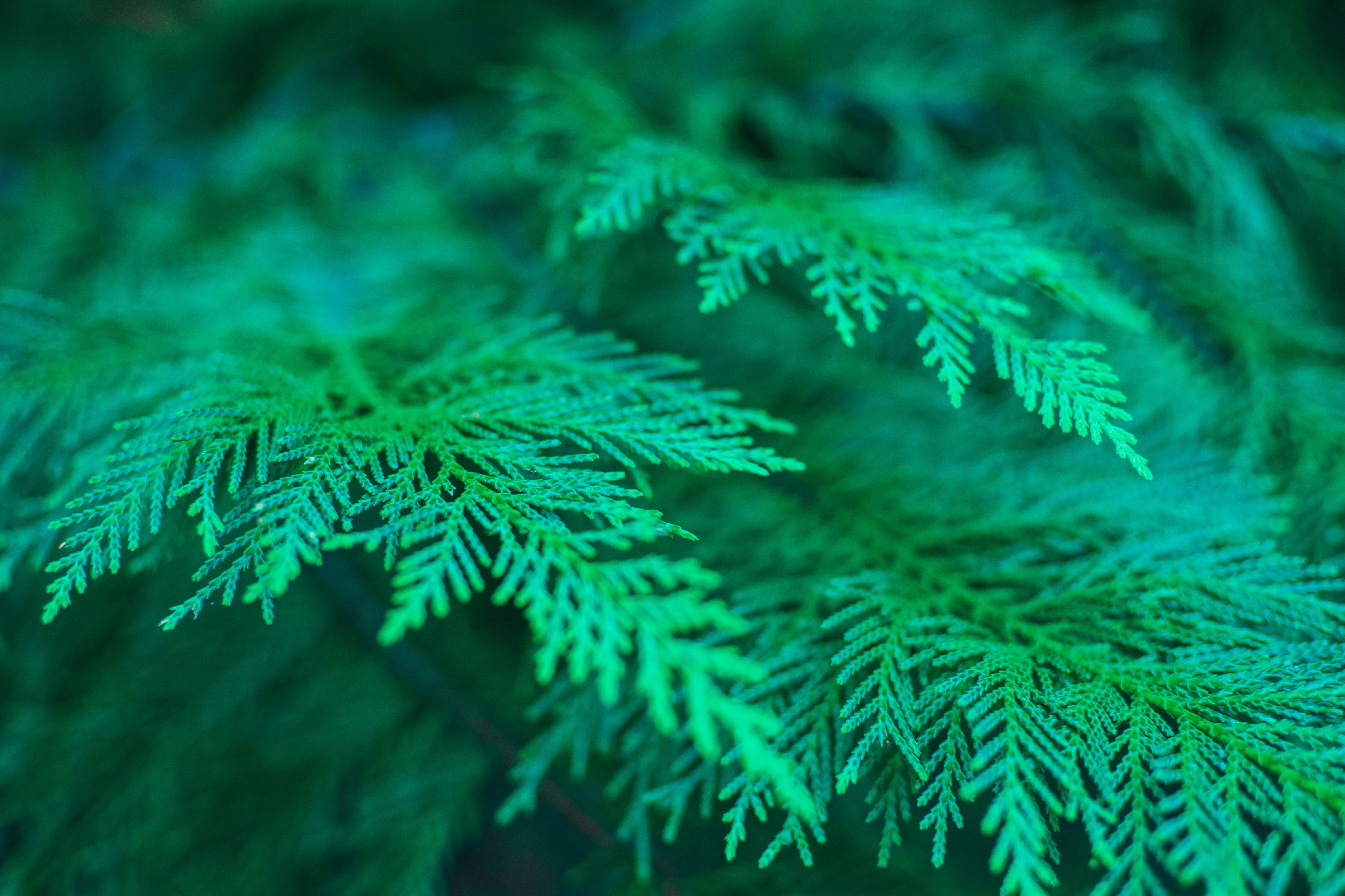 Vibrant green pine needles in sharp focus with a blurred background.
